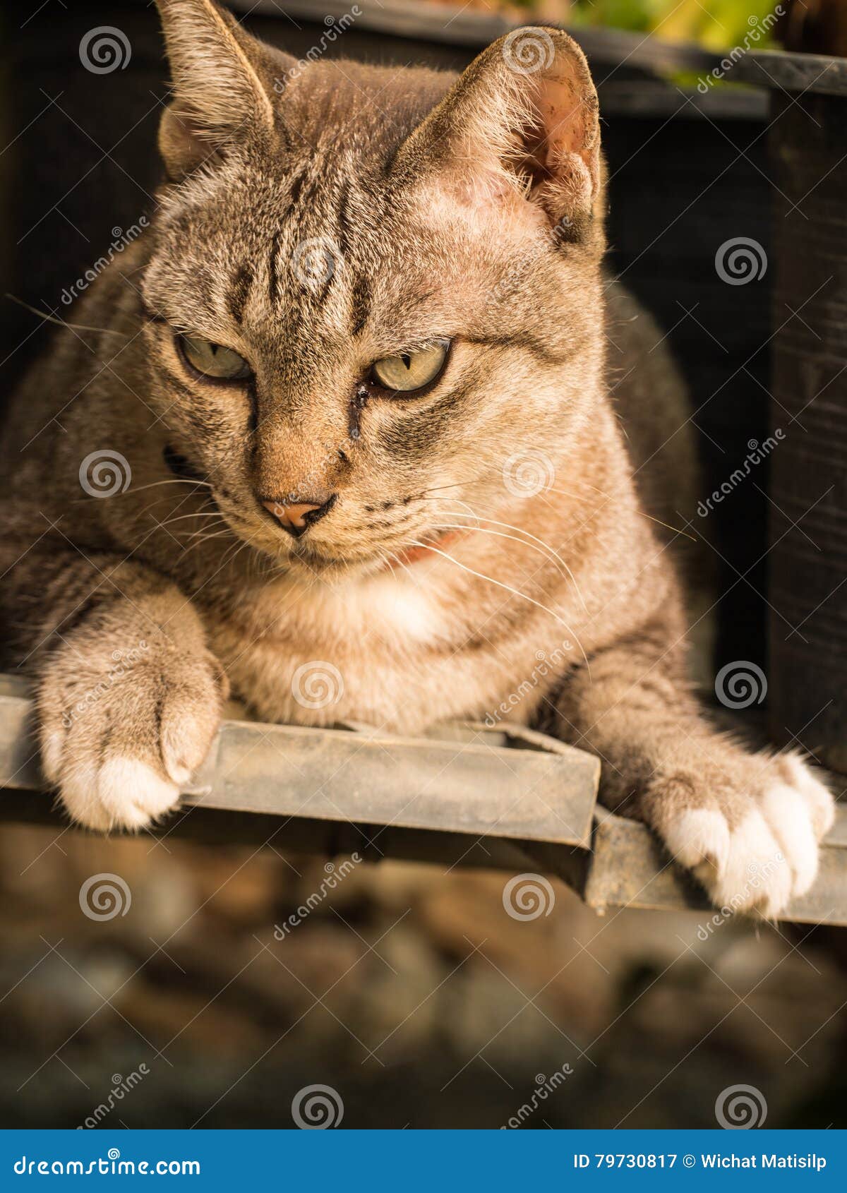 Tabby Cat Crouching stock image. Image of feline, coon - 79730817