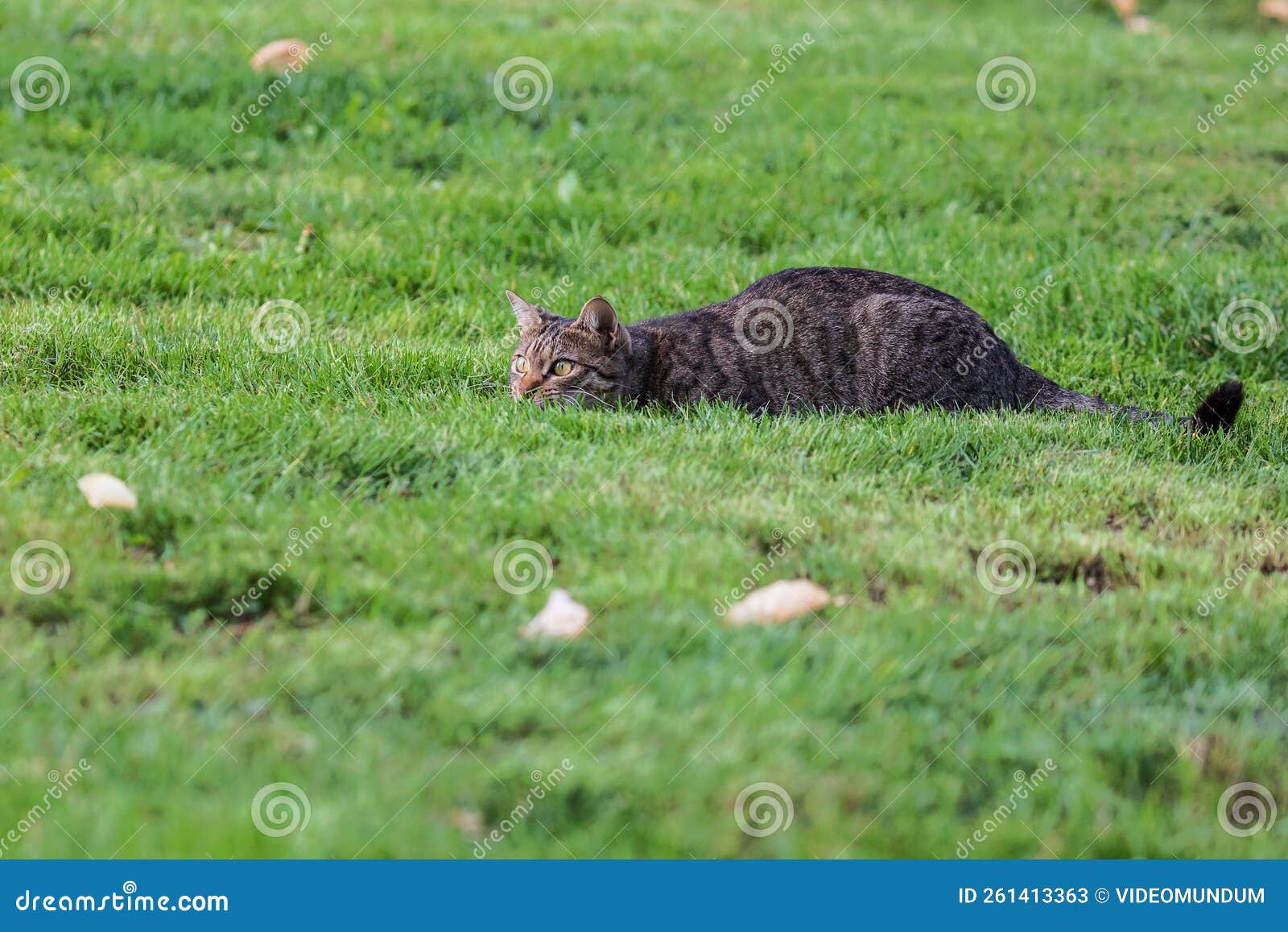 Tabby Cat Crouching Low on Meadow Stock Image - Image of france, lying ...
