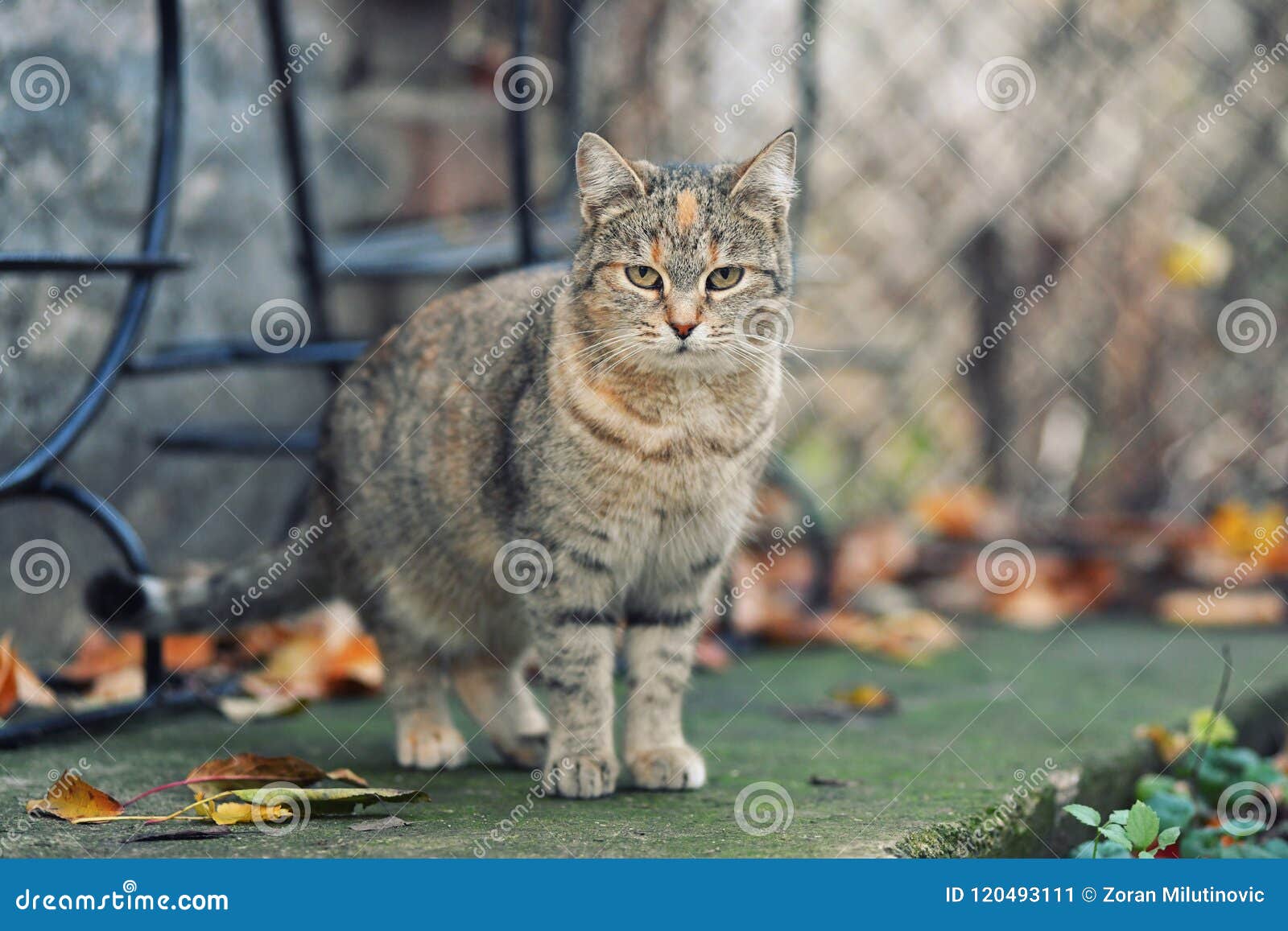 Cute Cat Look At The Sky It`s Lazy And Relaxed Royalty-Free Stock Image ...