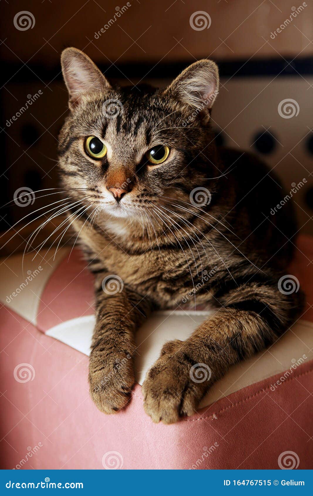 Tabby cat stock image. Image of furry, fluffy, animal - 164767515