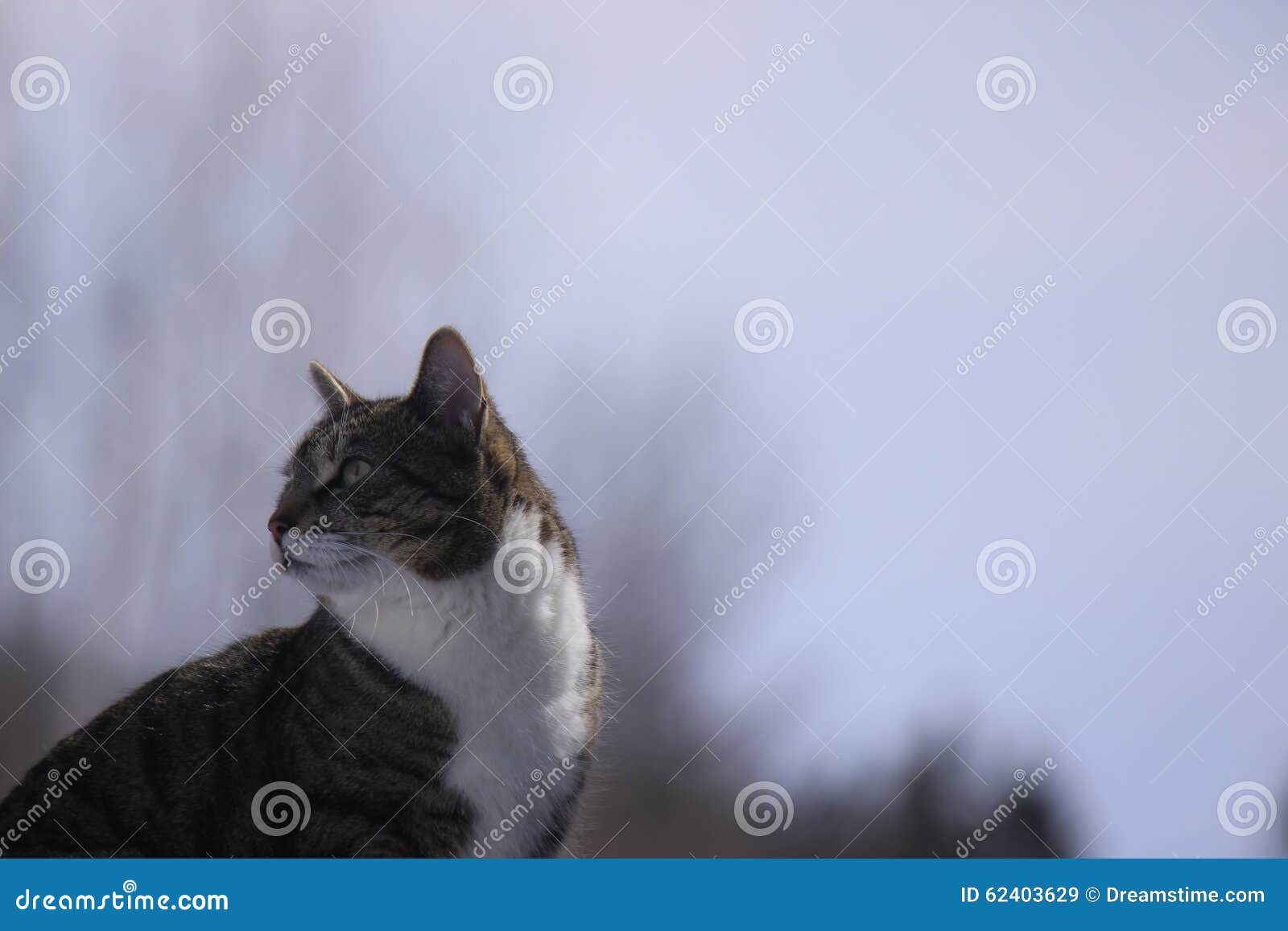 Tabby cat deep in thought stock image. Image of stilllife - 62403629