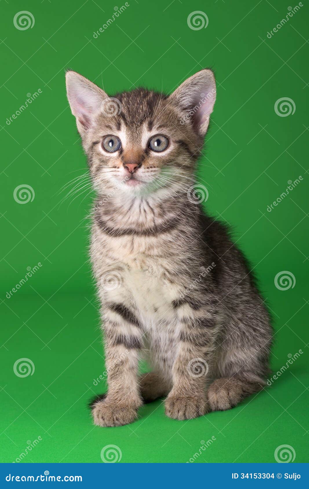 Tabby Cat stock photo. Image of breed, looking, kitty - 34153304