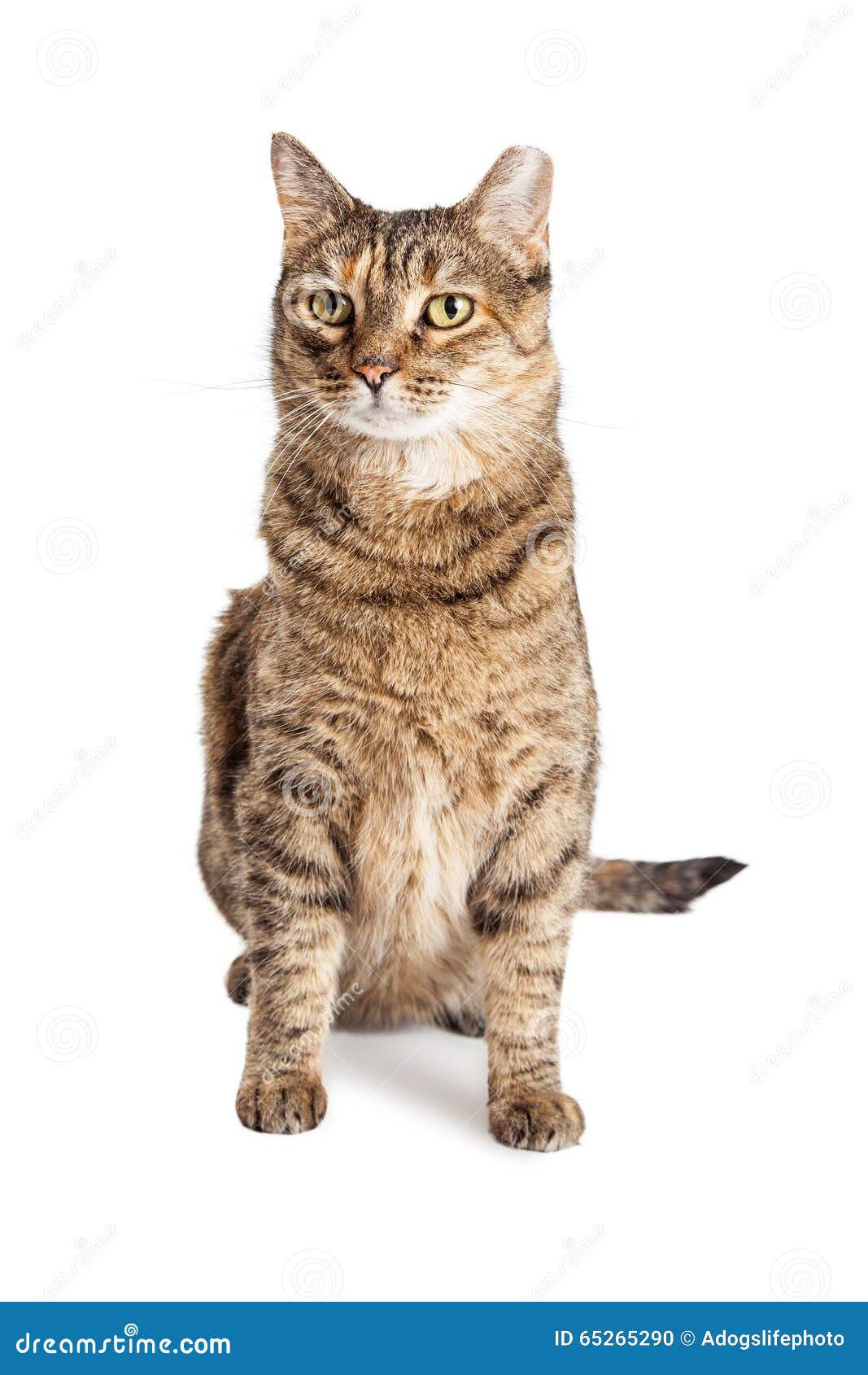 Tabby Cat with Ear Tipped foto de archivo. Imagen de extremidad - 65265290