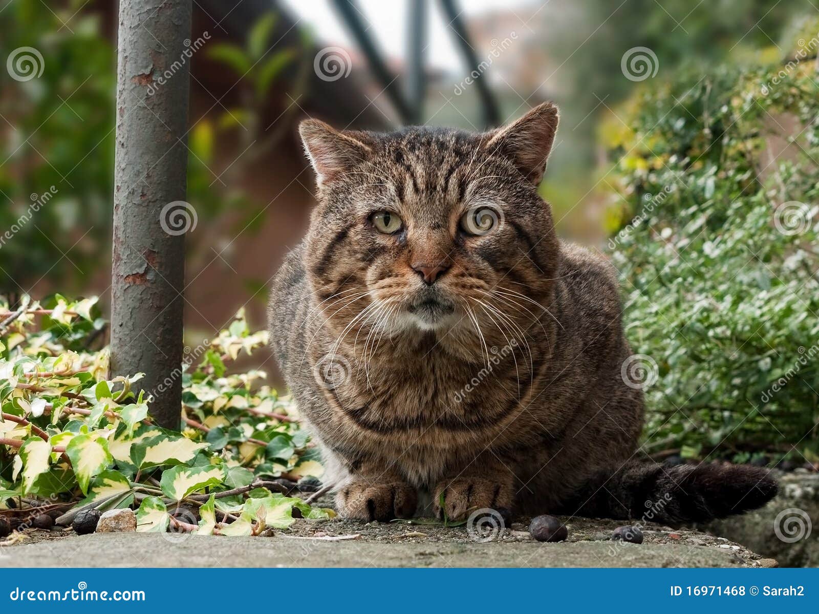 Tabby Cat Facing Camera in Garden Stock Photo - Image of domestic ...