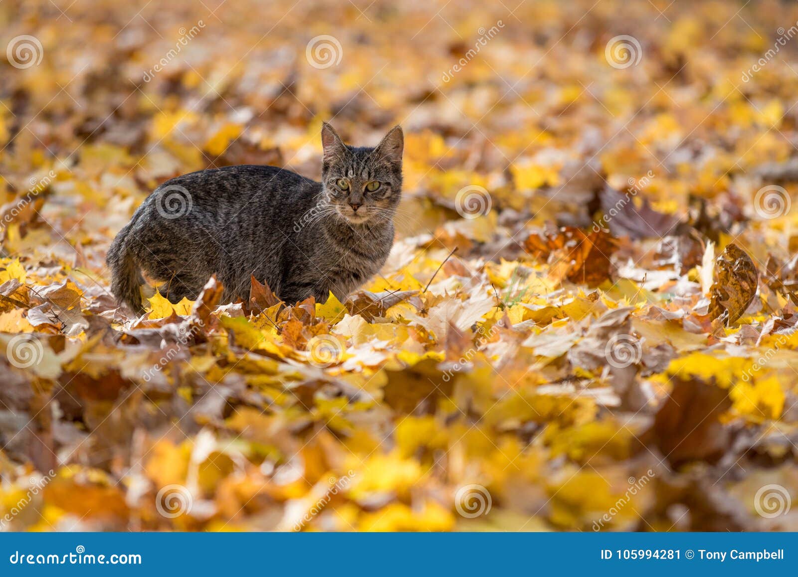 Tabby cat in fall leaves stock image. Image of single - 105994281