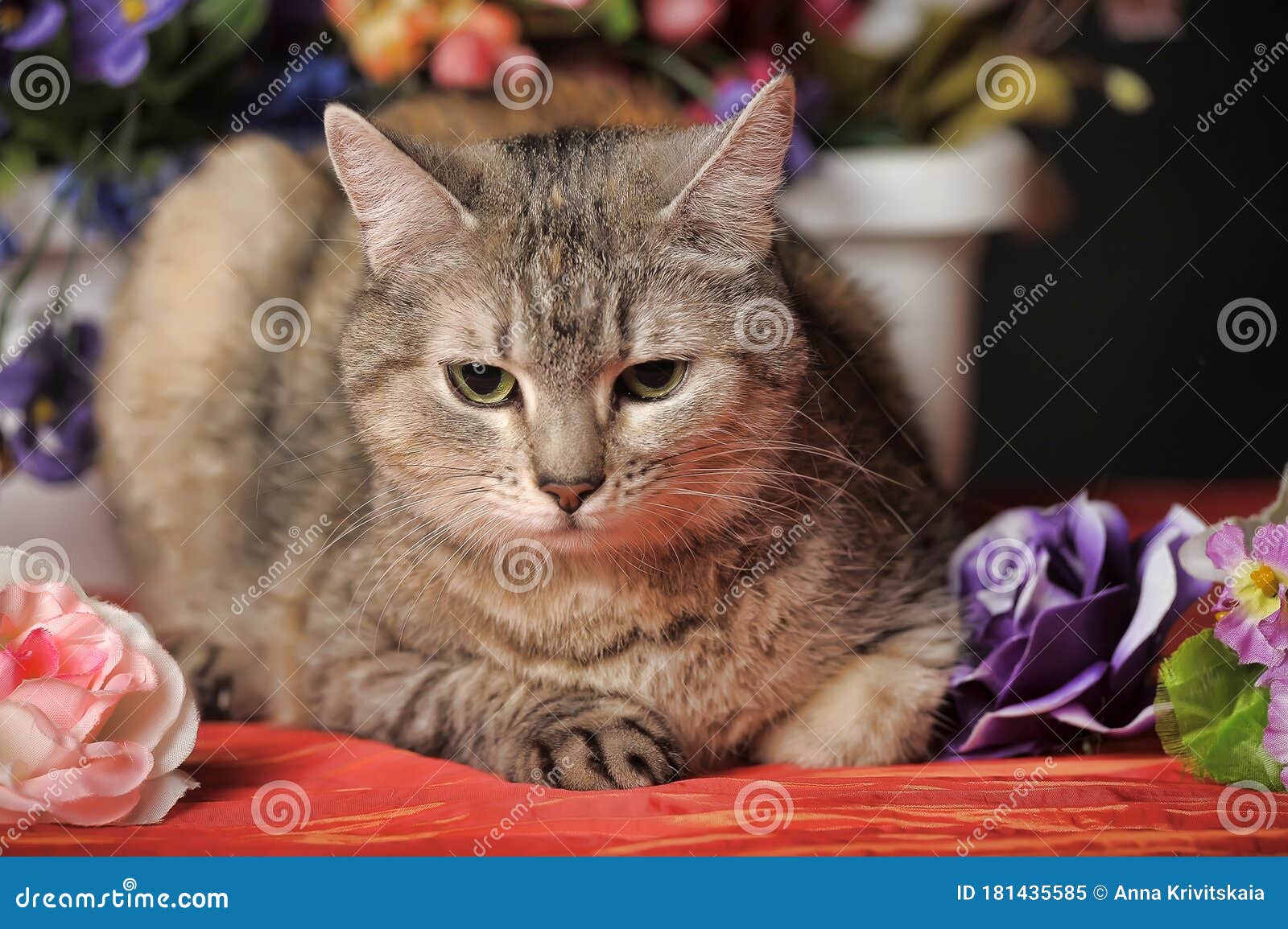 Tabby cat on among flowers stock image. Image of little - 181435585
