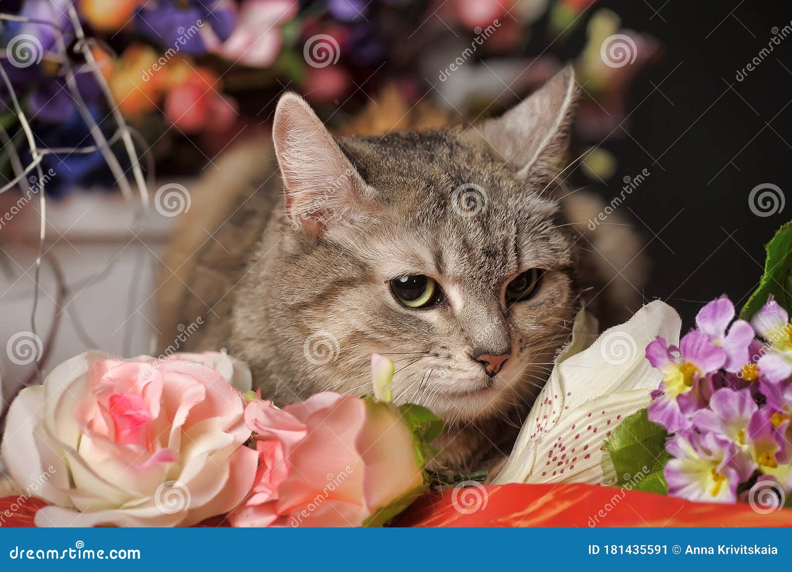 Tabby cat on among flowers stock image. Image of looking - 181435591