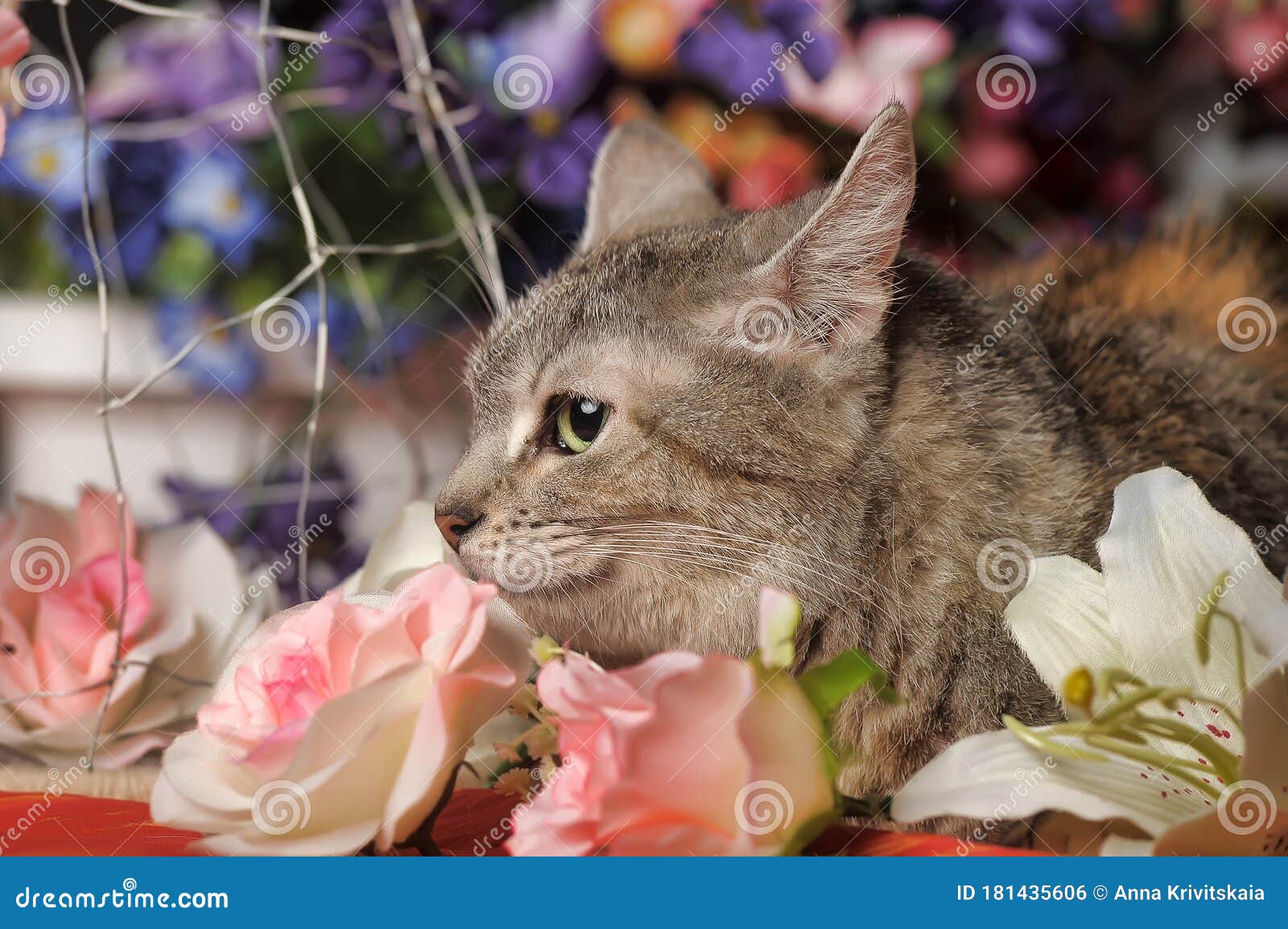 Tabby cat on among flowers stock photo. Image of look - 181435606