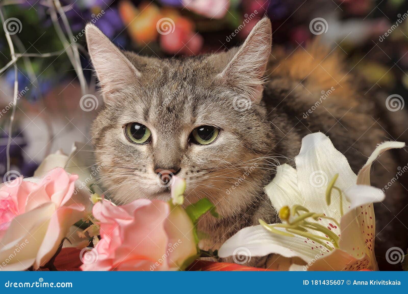 Tabby cat on among flowers stock image. Image of depth - 181435607