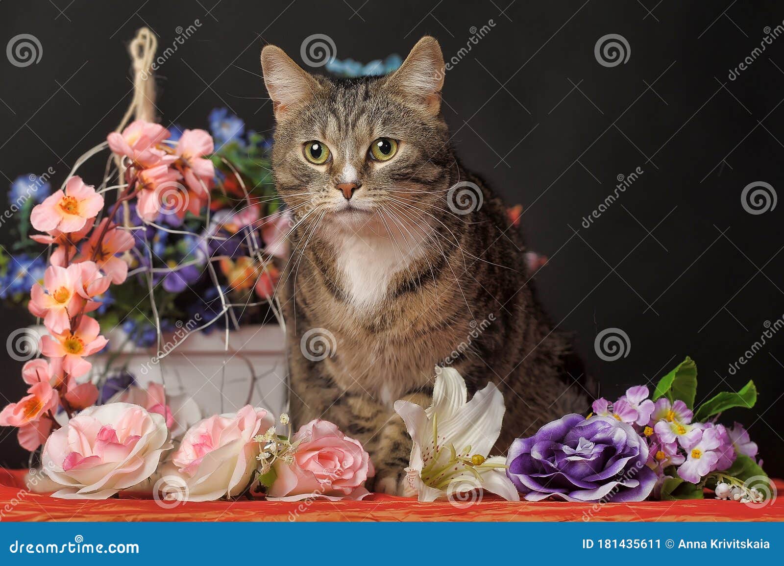 Tabby cat on among flowers stock image. Image of little - 181435611
