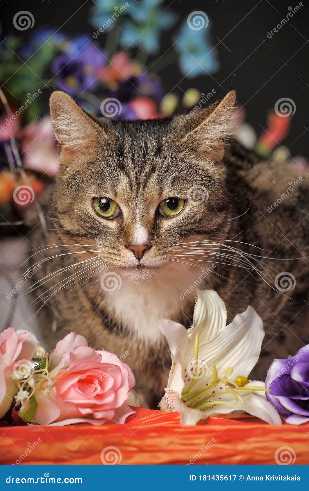Tabby cat on among flowers stock image. Image of fluffy - 181435617