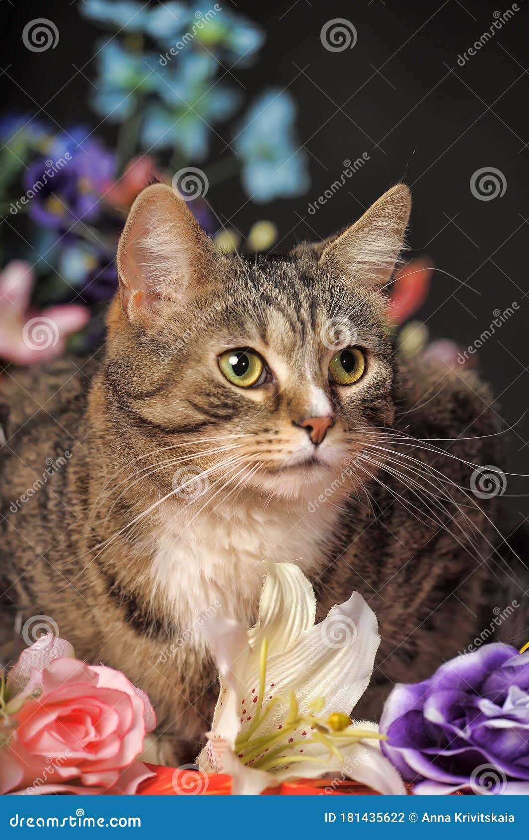 Tabby cat on among flowers stock photo. Image of face - 181435622