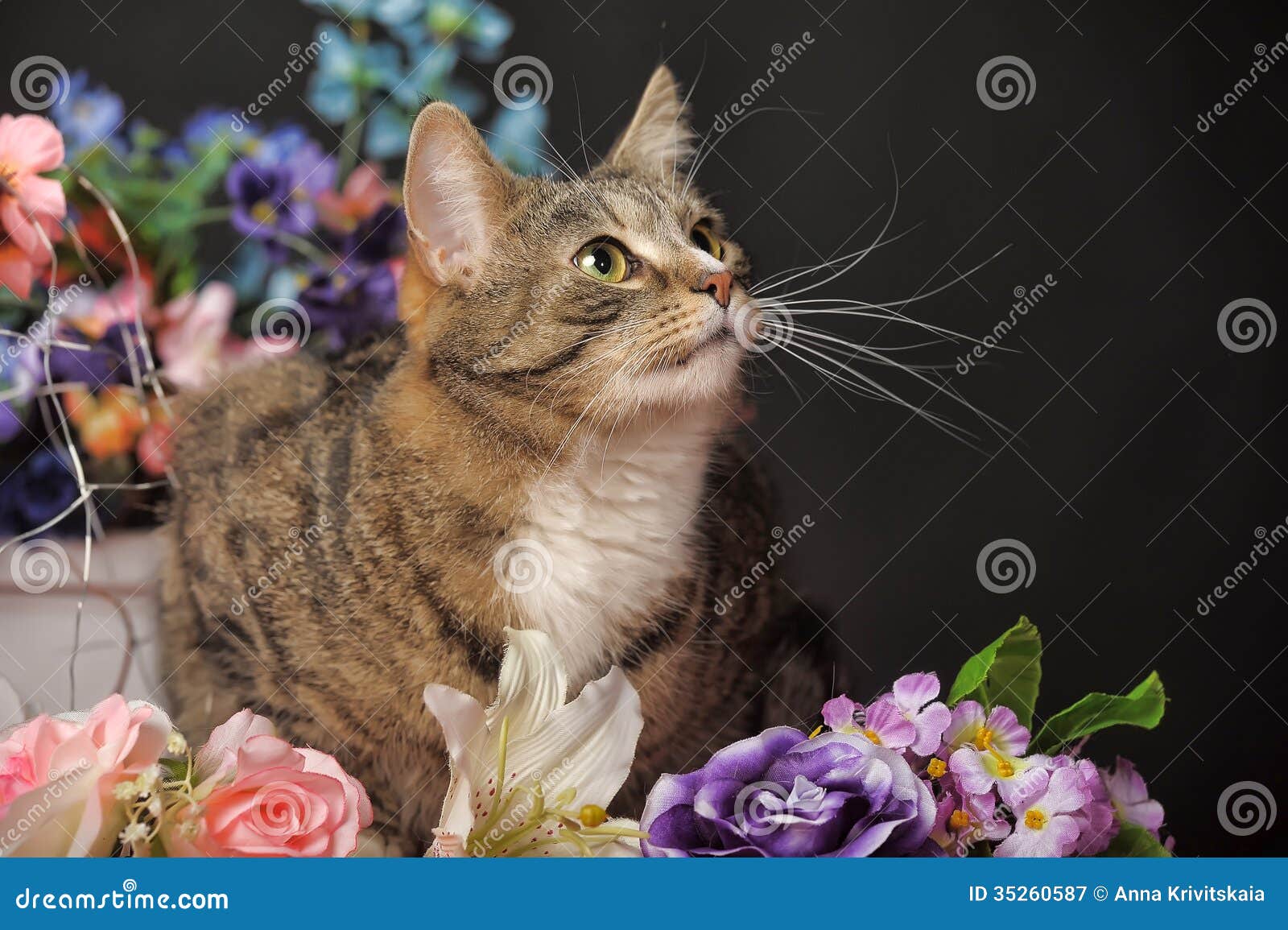 Tabby cat and flowers stock image. Image of front, grown - 35260587