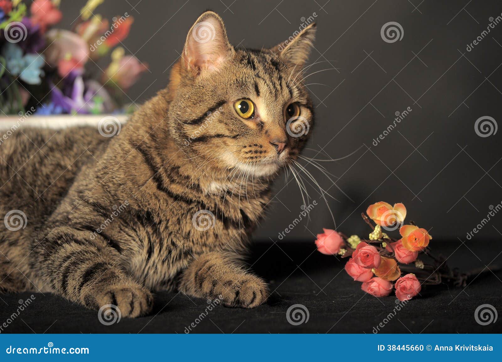 Tabby cat with flowers stock photo. Image of look, looking - 38445660