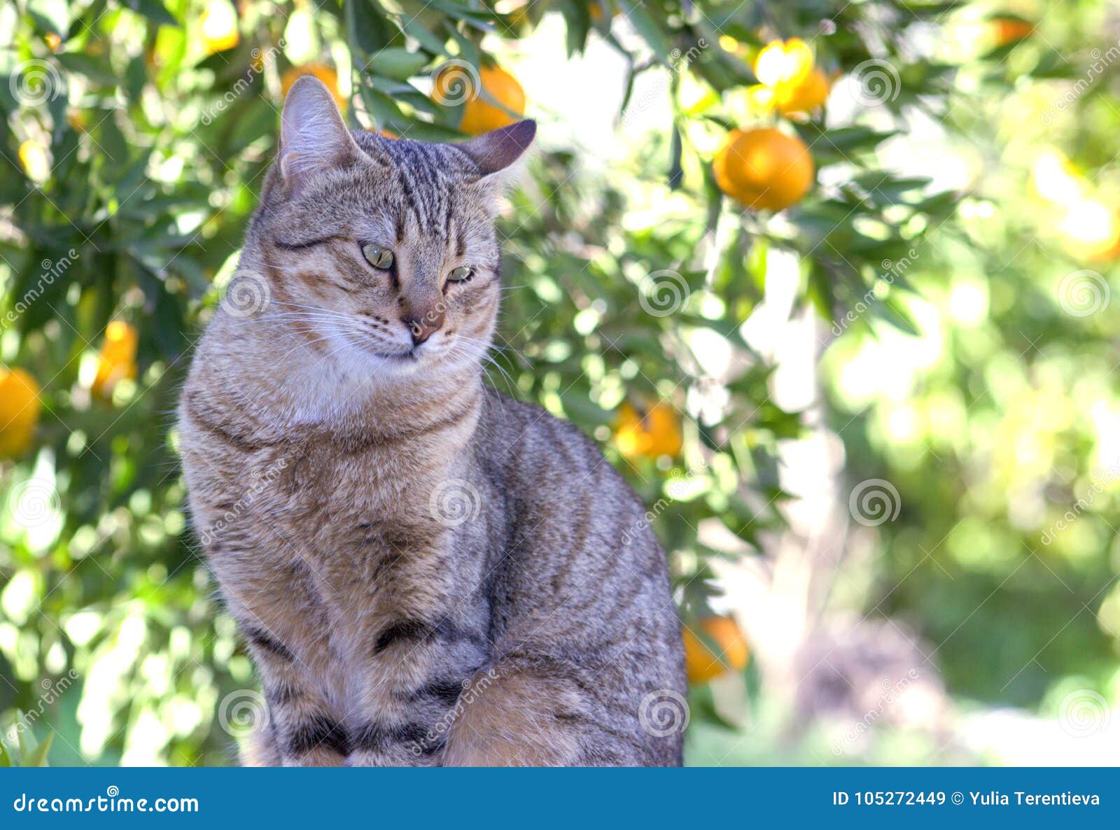 Tabby cat in fruit orchard stock image. Image of striped - 105272449