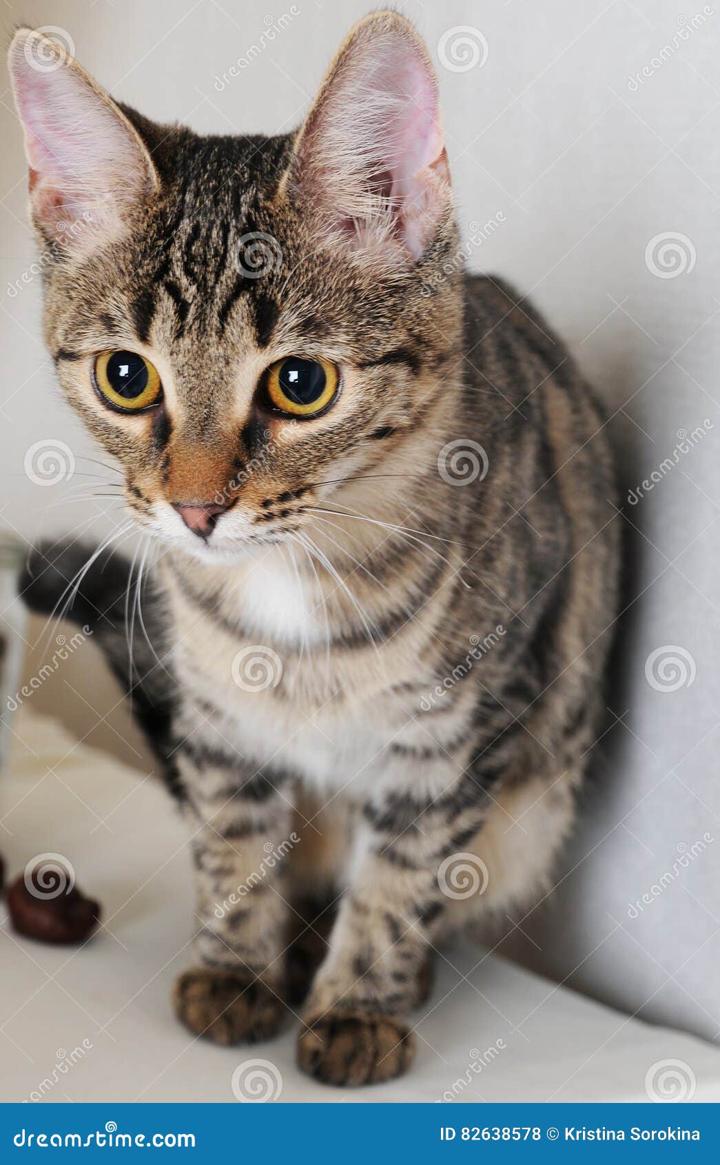 Tabby cat full portrait stock photo. Image of closeup - 82638578
