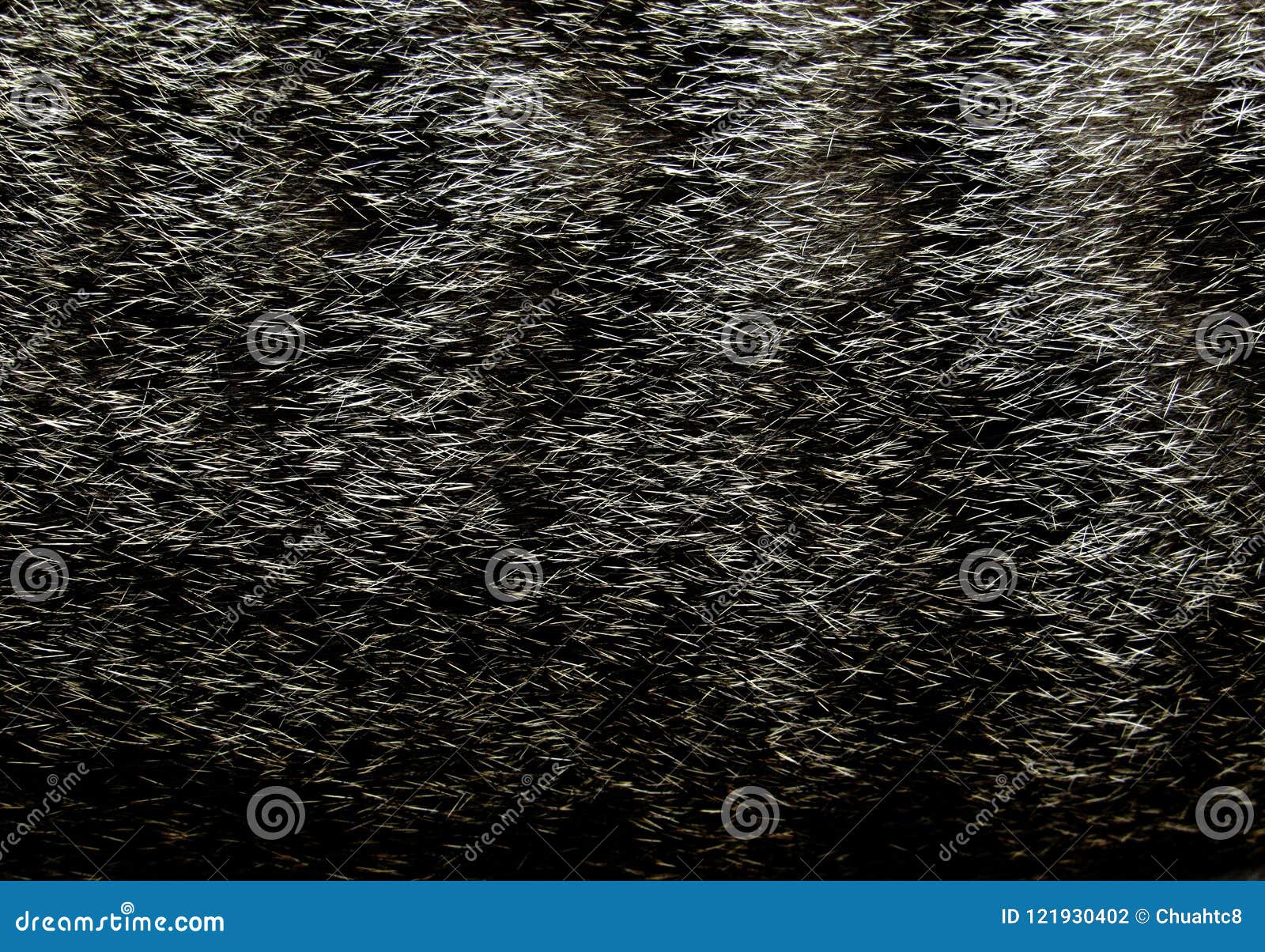 Tabby Cat Fur Close-up stock photo. Image of abdomen - 121930402