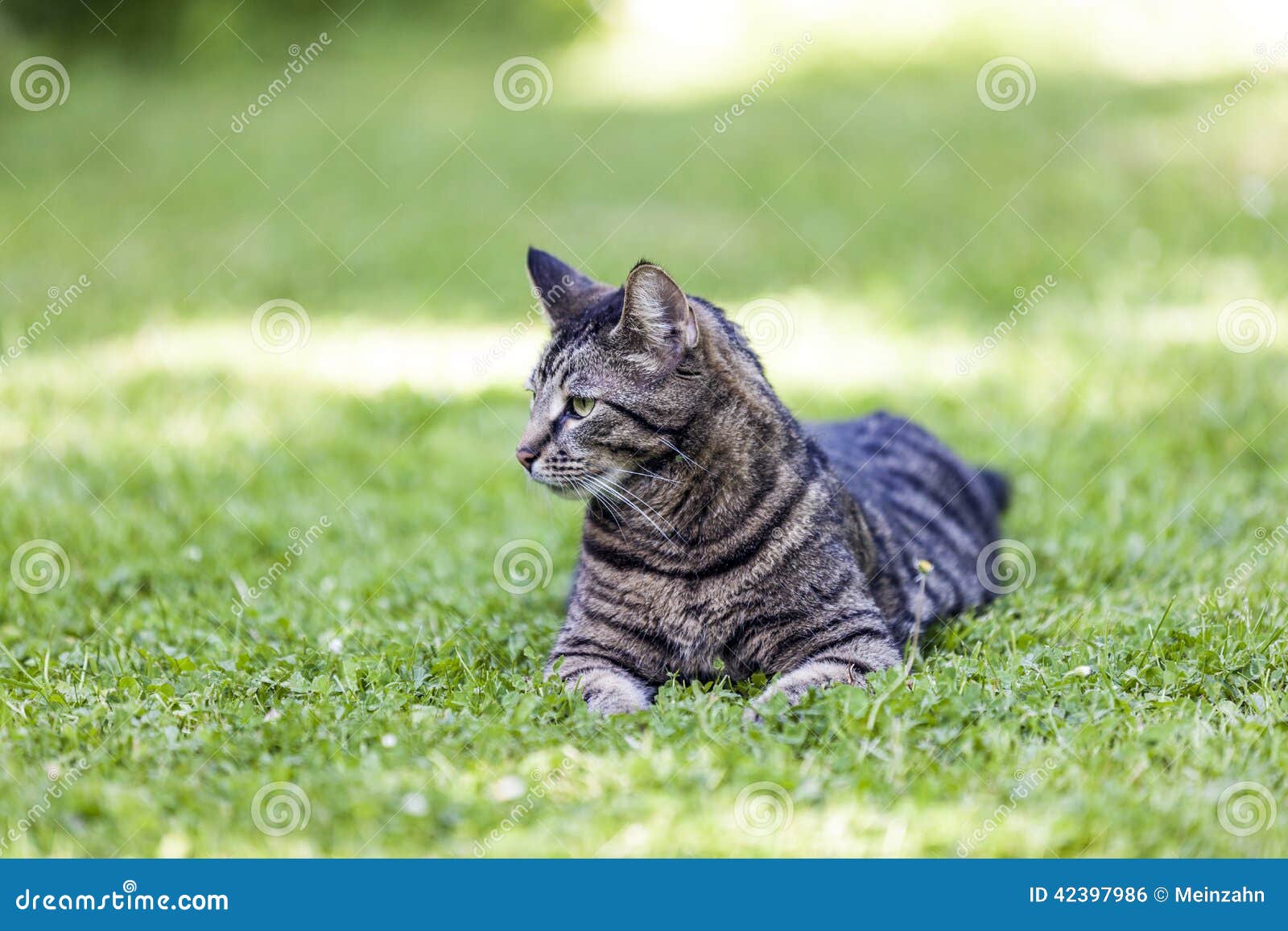 Tabby cat in the garden stock photo. Image of frisky - 42397986