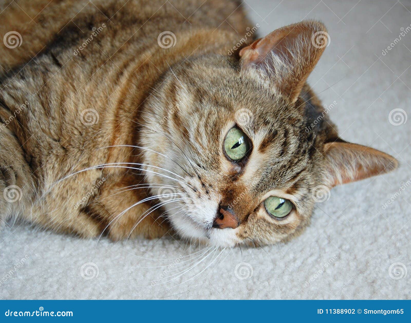 Tabby cat gazing stock photo. Image of gaze, stripes - 11388902