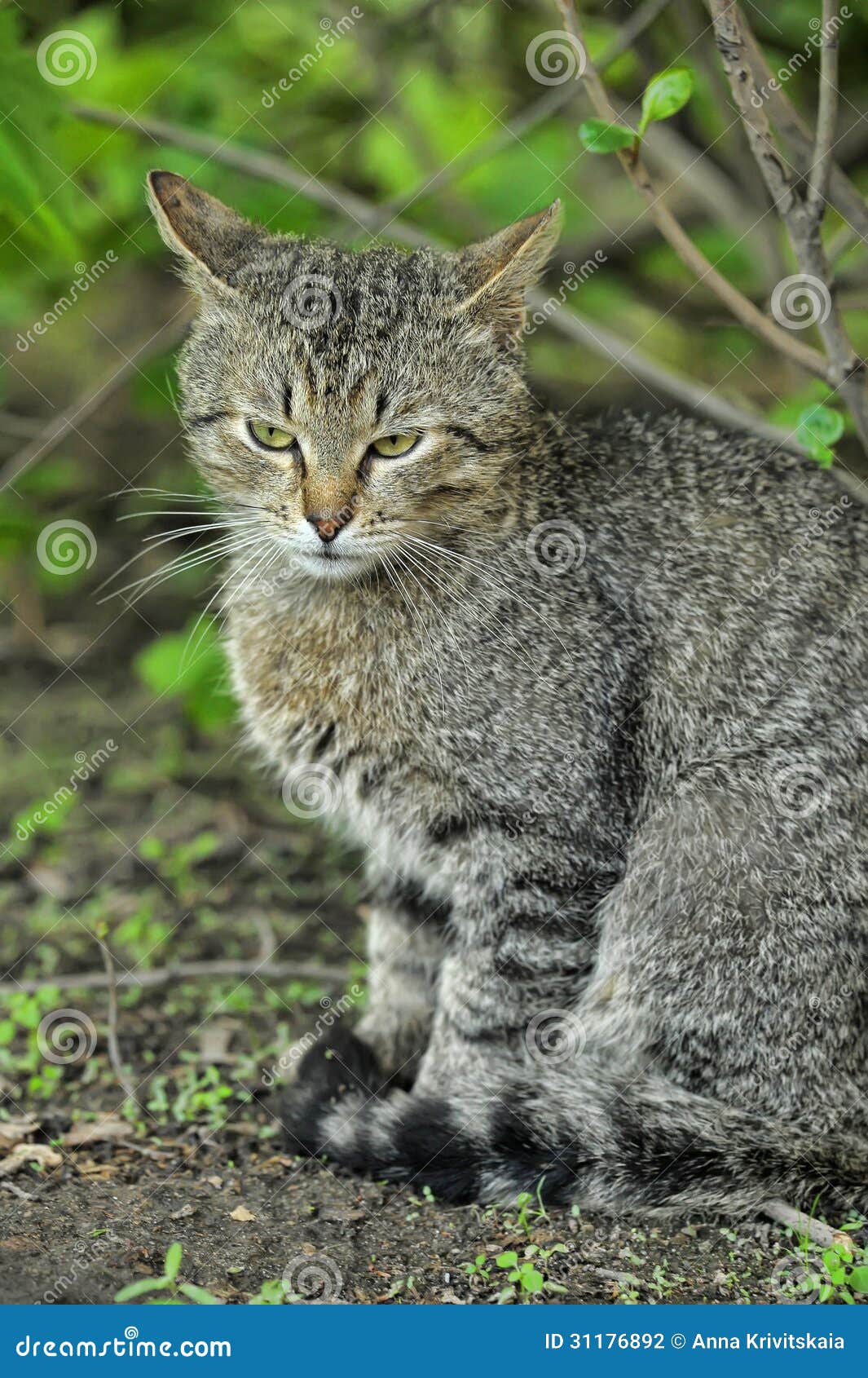 Tabby cat stock photo. Image of glare, closeup, home - 31176892