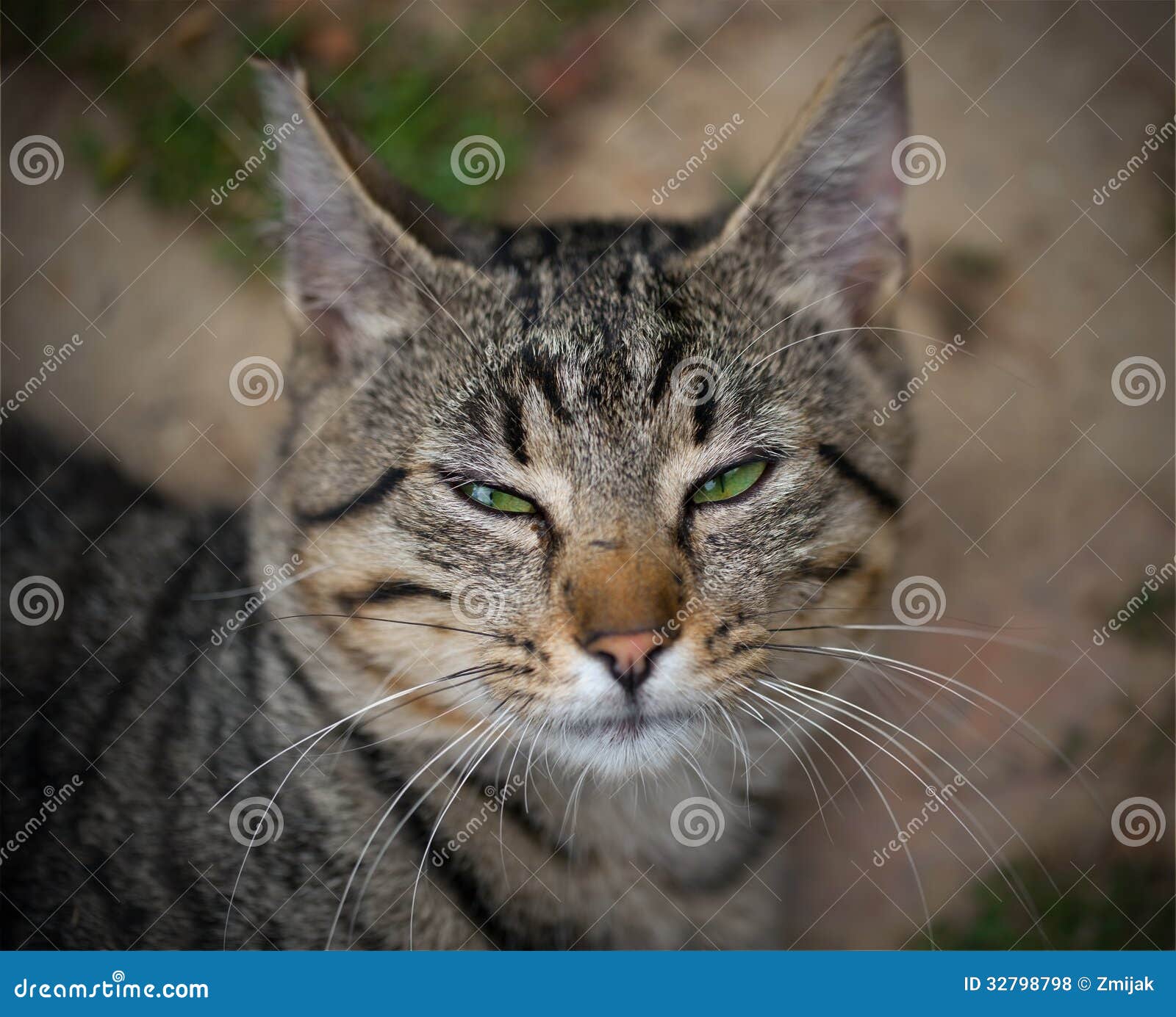 Tabby Cat with green eyes stock photo. Image of mammal - 32798798