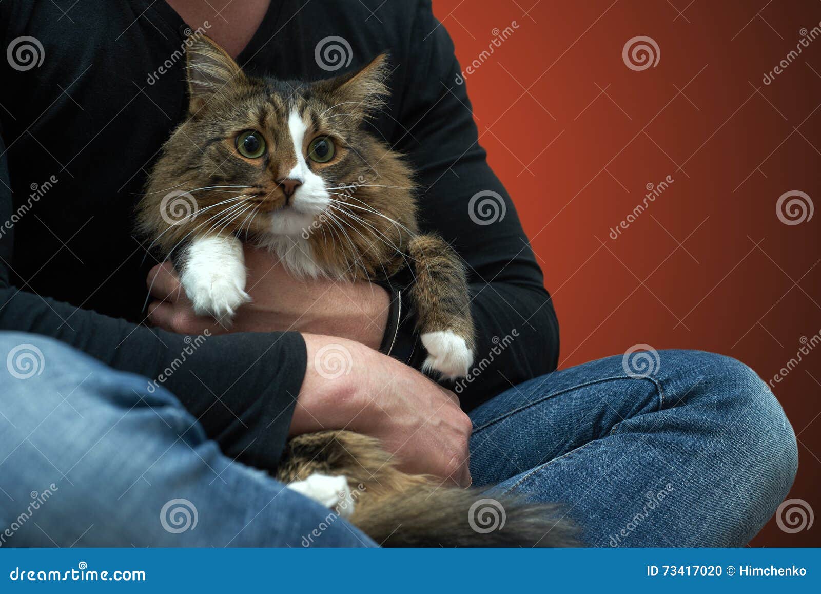 Tabby Cat in the Hands of the Owner Stock Photo - Image of funny, black ...