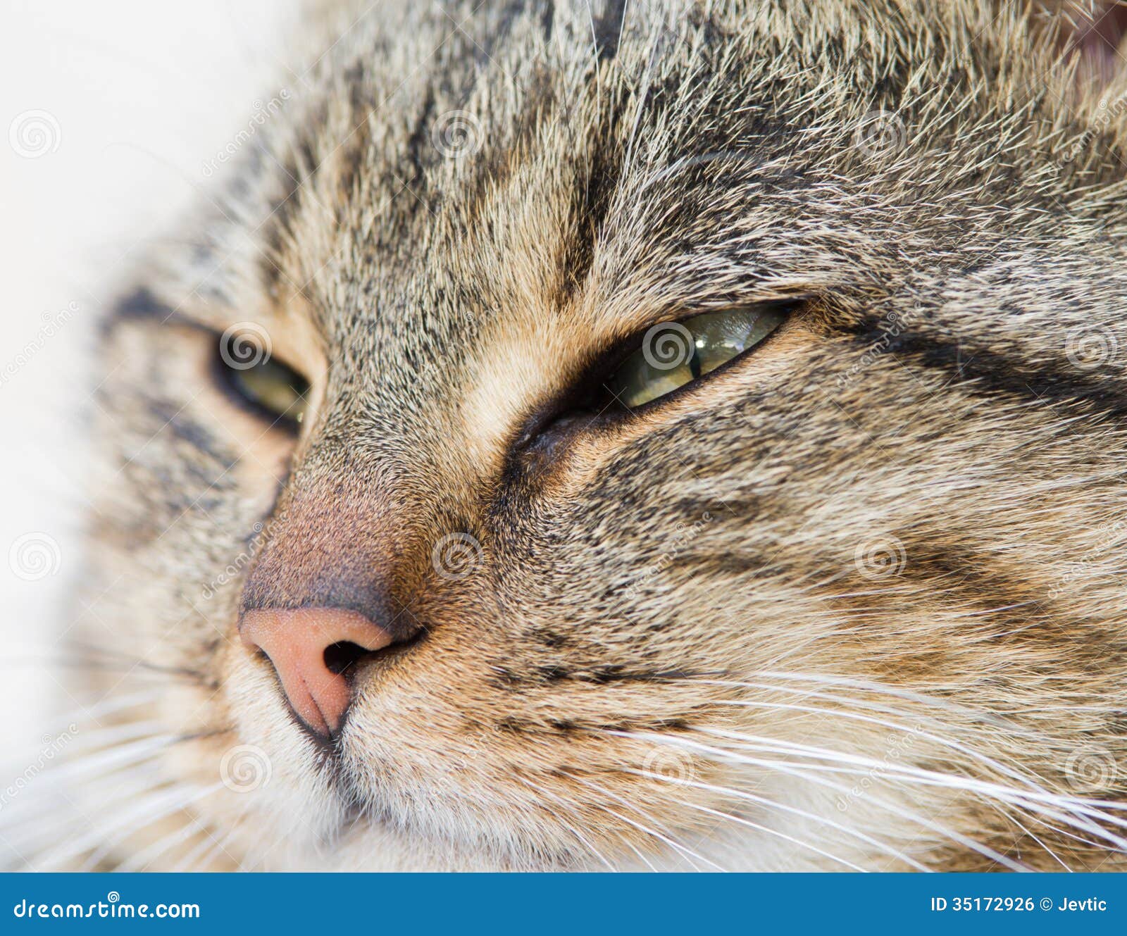 Tabby cat head stock photo. Image of alone, comfortable - 35172926