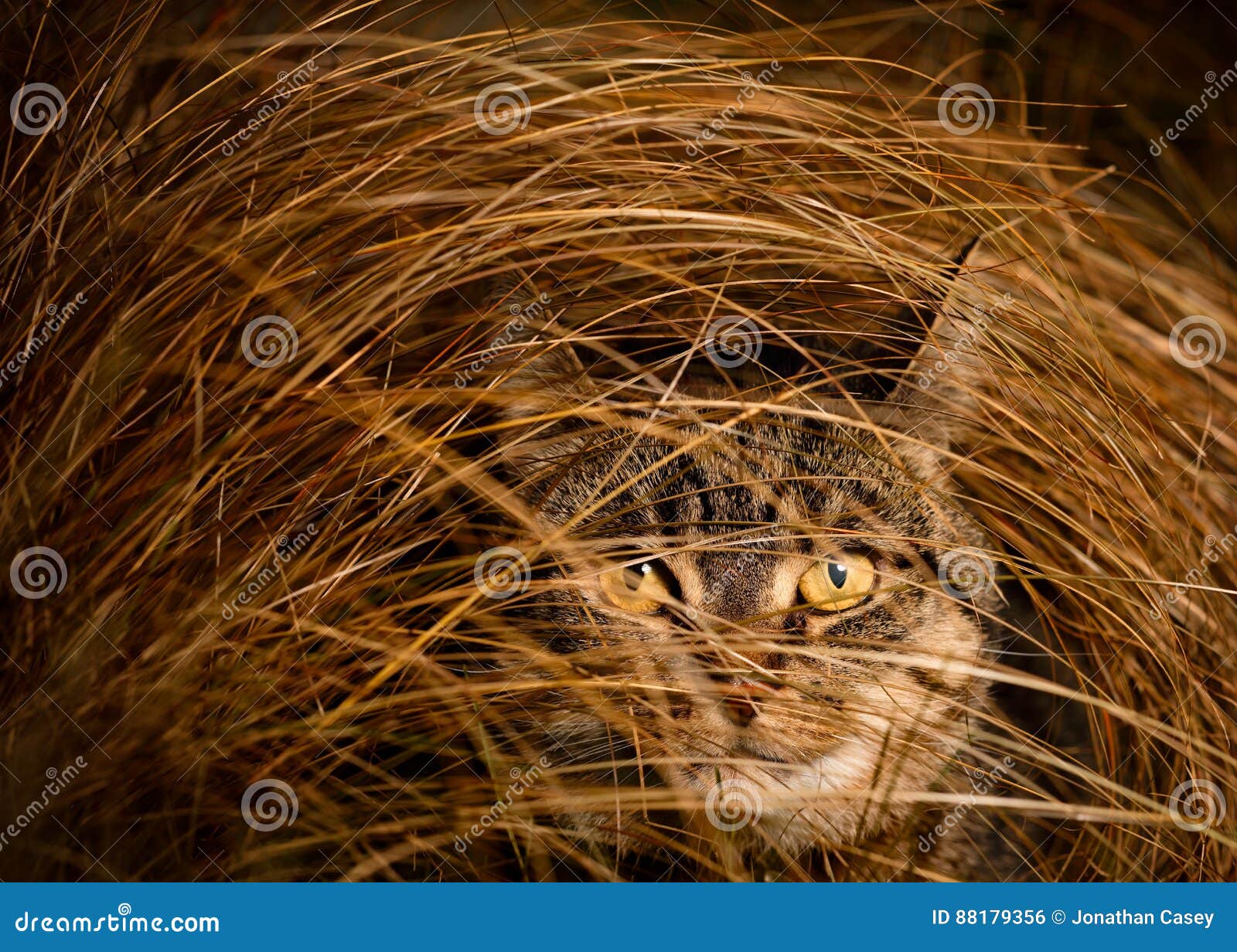 Tabby Cat Hiding in Long Grass Fotografia Stock - Immagine di facciale ...