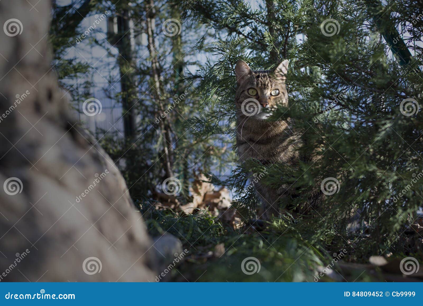 Tabby Cat Hiding among the Trees of the Garden Stock Photo - Image of ...