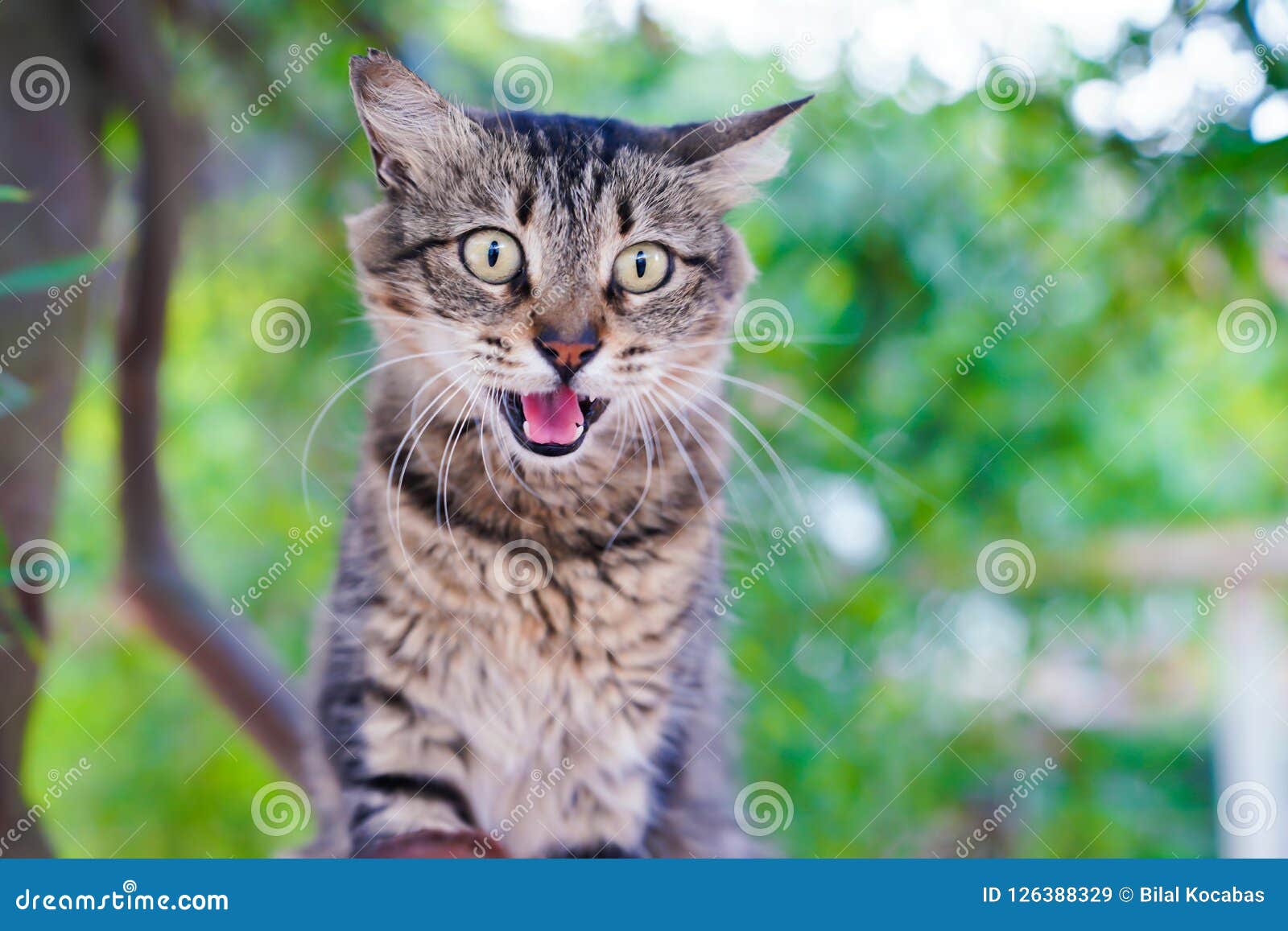 Tabby Cat Hissing on a Tree Stock Image - Image of feline, domestic ...