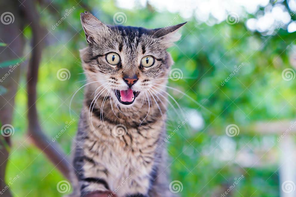 Tabby Cat Hissing on a Tree Stock Image - Image of feline, domestic ...