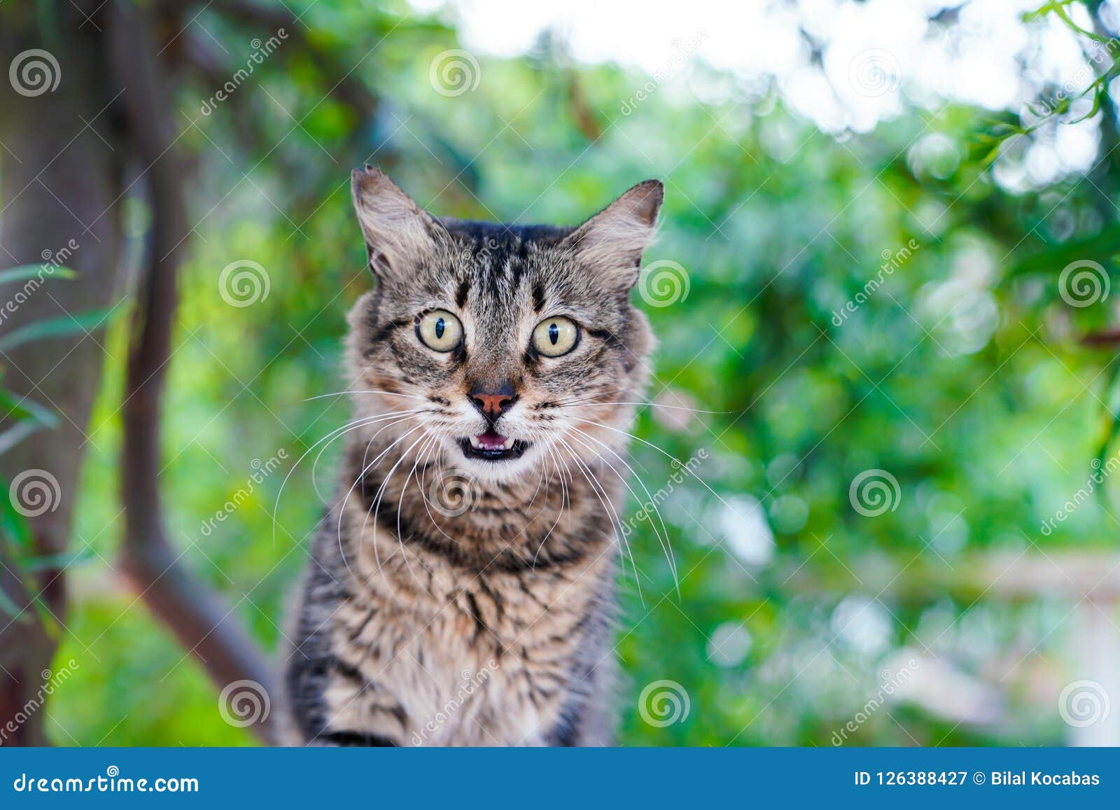 Tabby Cat Hissing on a Tree Stock Image - Image of striped, cats: 126388427