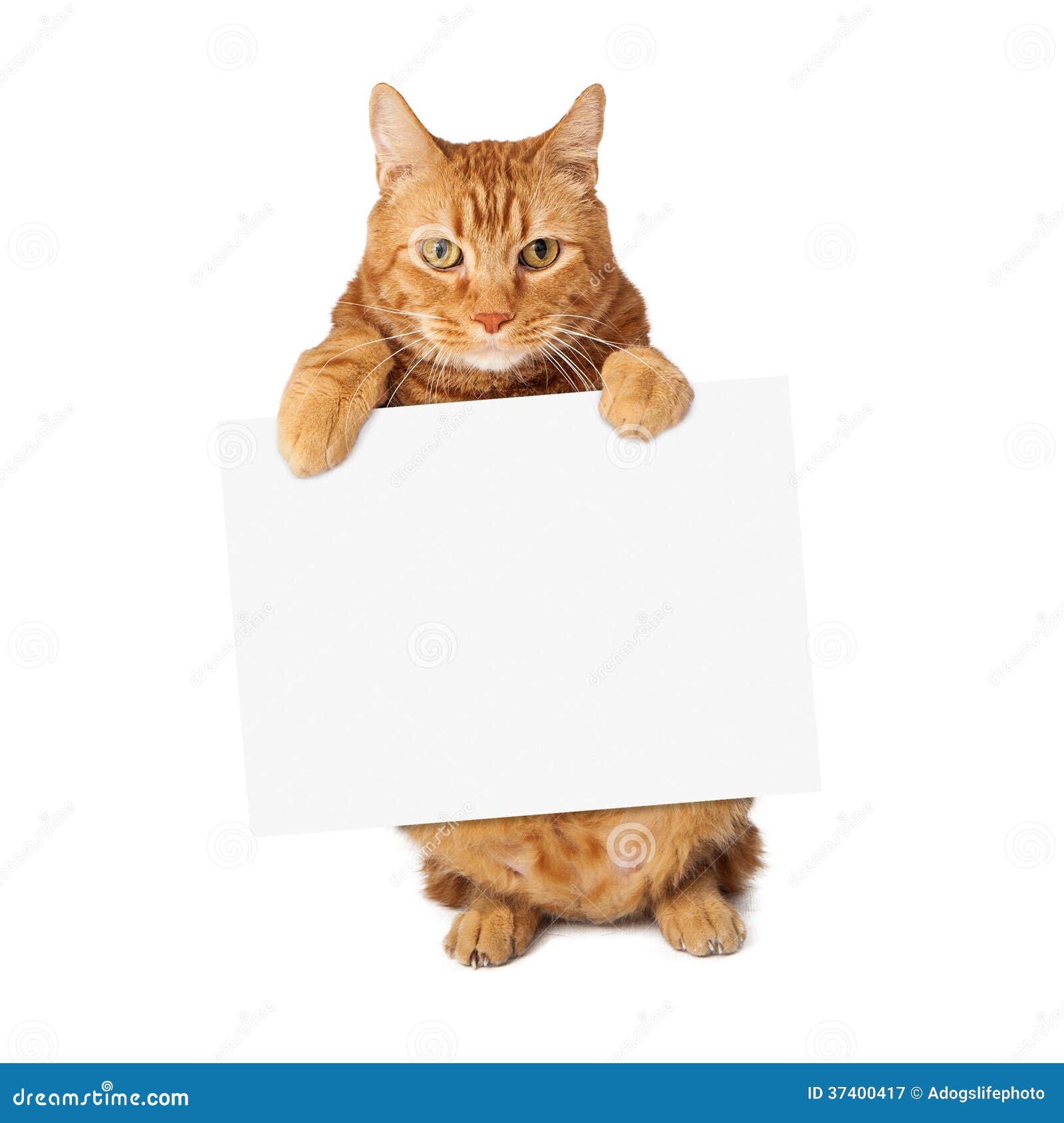 Tabby Cat Holding Blank Sign Stock Image - Image of empty, humor: 37400417 Tabby Cat Holding Blank Sign Stock Image - Image of empty, humor: 37400417