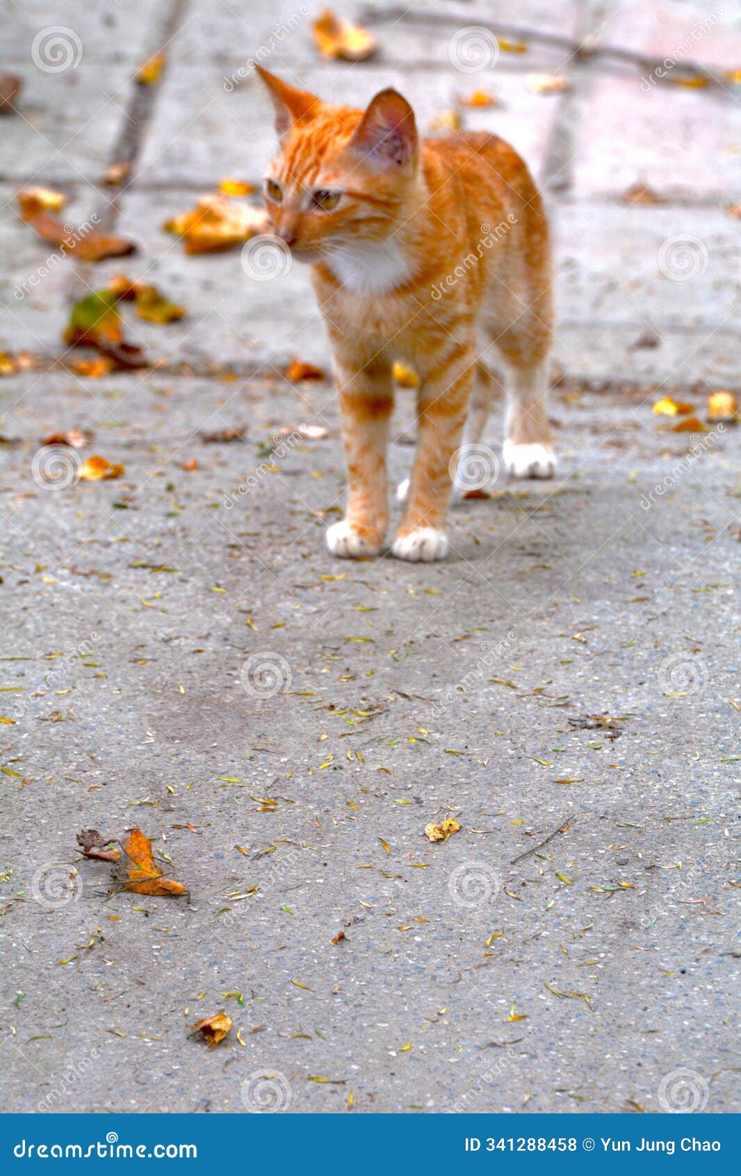 A Tabby Cat (Agouti Cat) Strolling on the Brick Path Stock Photo ...