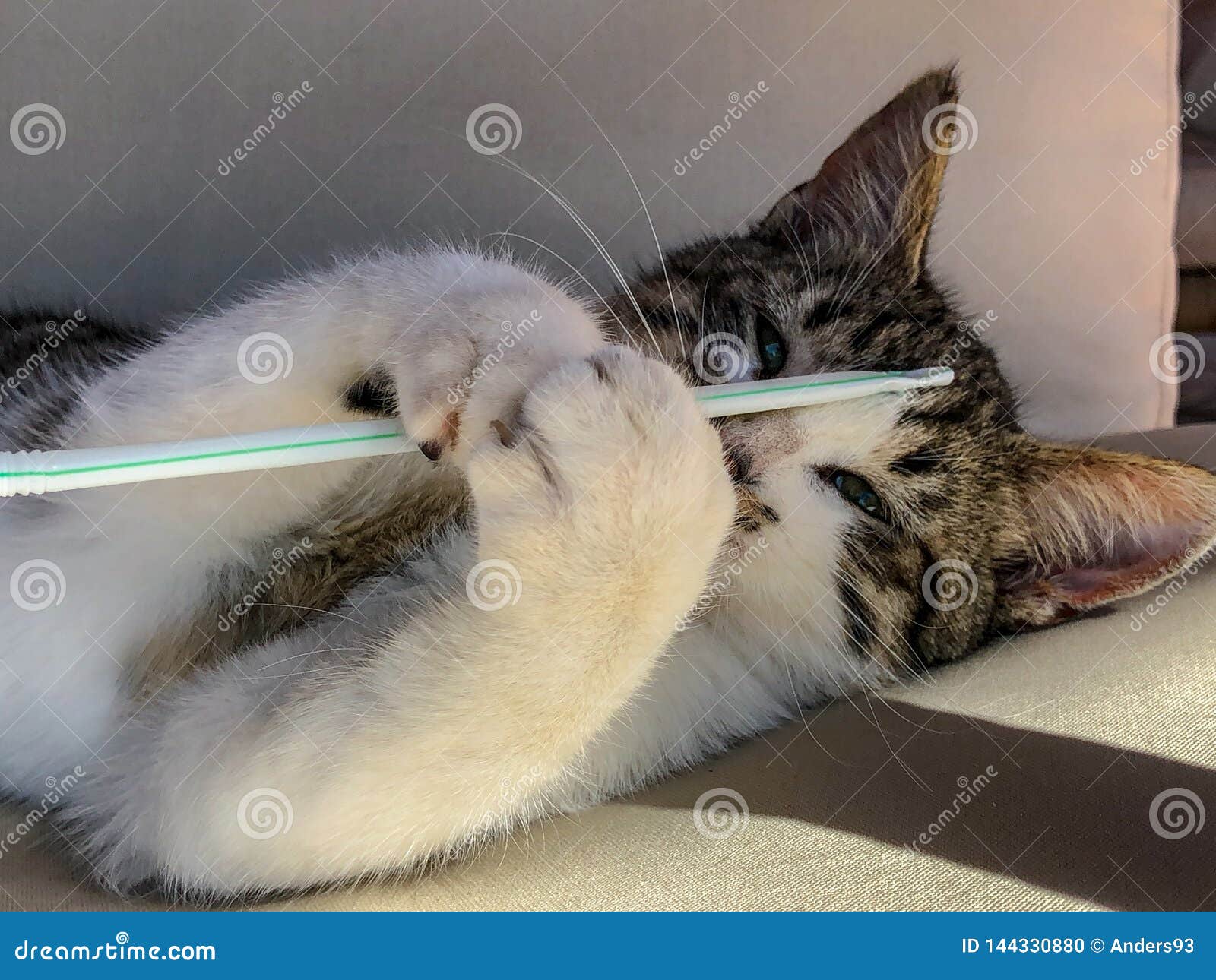 Tabby Cat Kitten Playing with a Plastic Drinks Straw Stock Photo ...