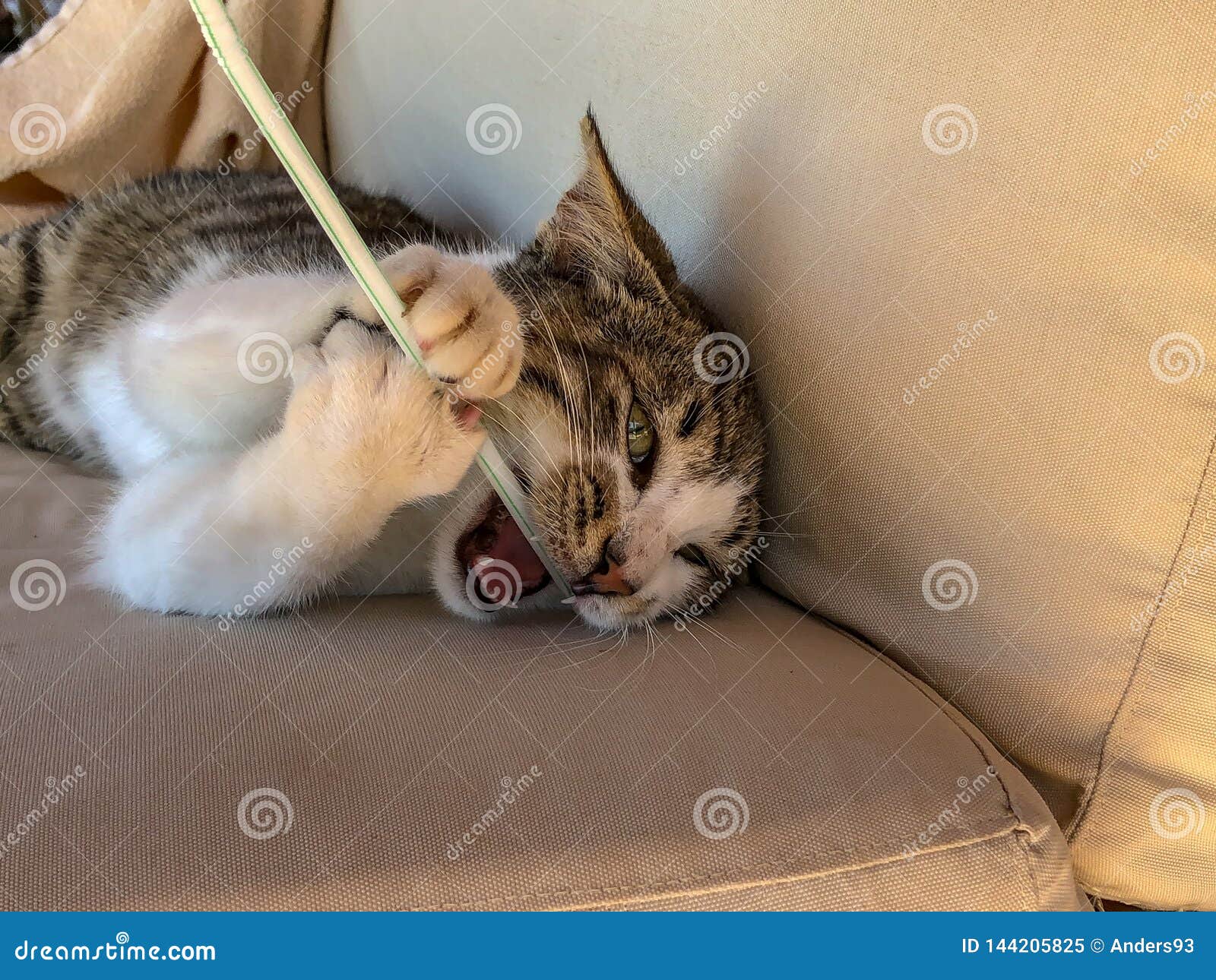 Tabby Cat Kitten Playing with a Plastic Drinks Straw Stock Image ...
