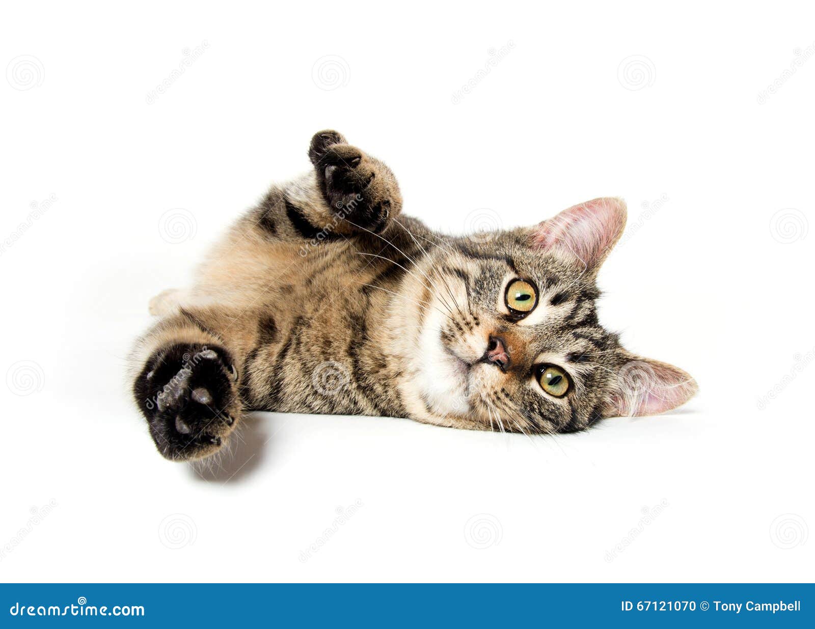 Tabby cat laying down stock photo. Image of mammal, adorable - 67121070