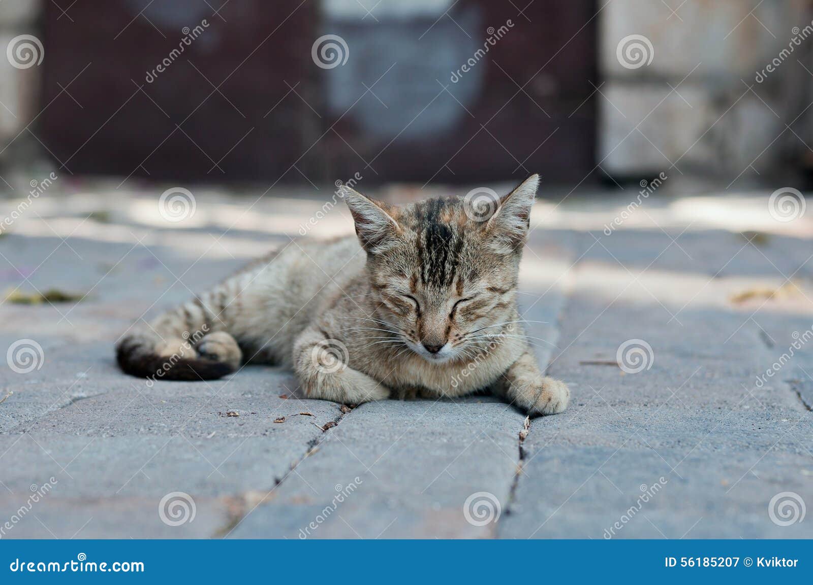 Tabby Cat Laying on the Ground Stock Image - Image of face, outdoor ...