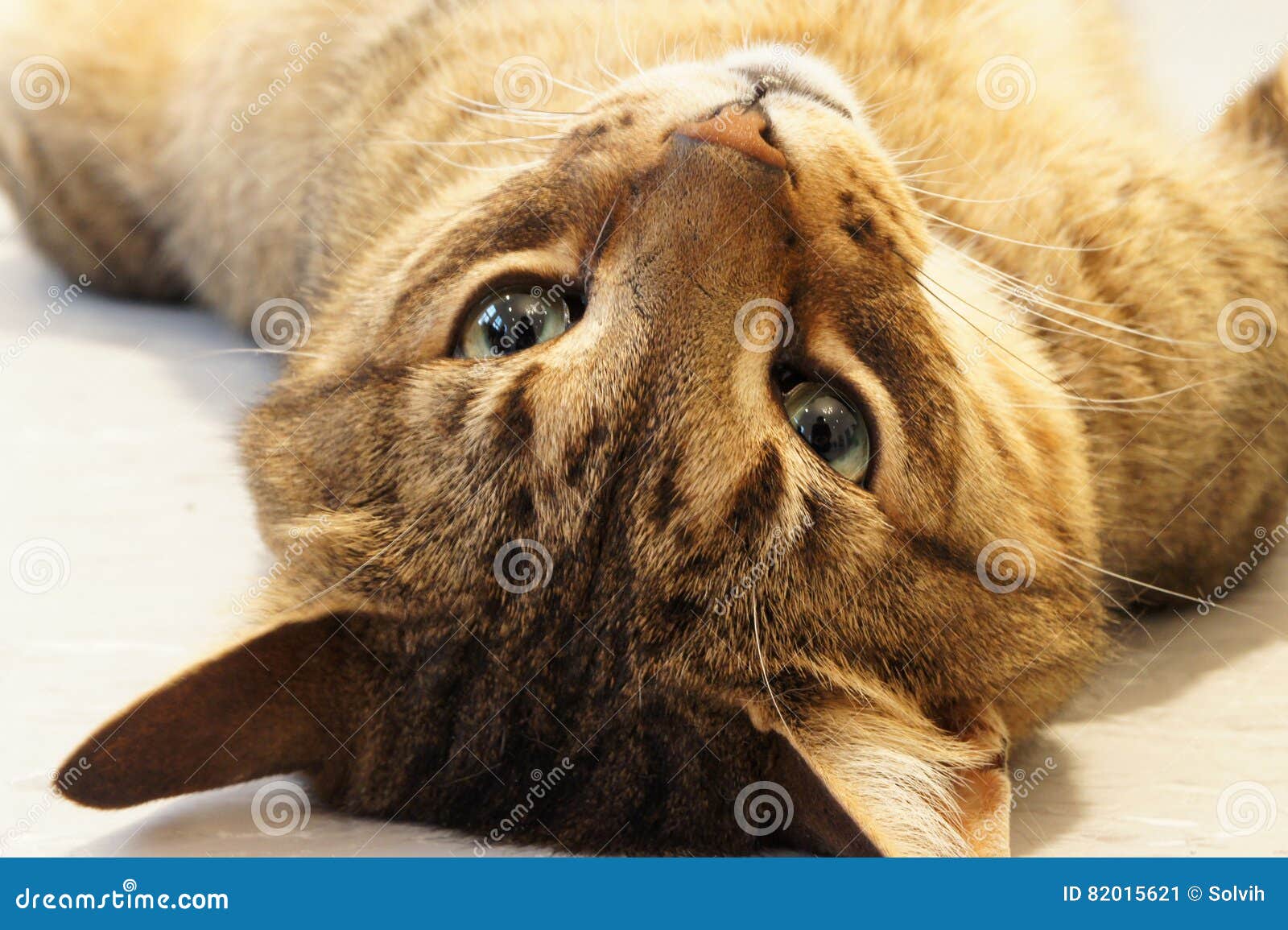 Tabby Cat Laying on His Back Stock Image - Image of back, male: 82015621