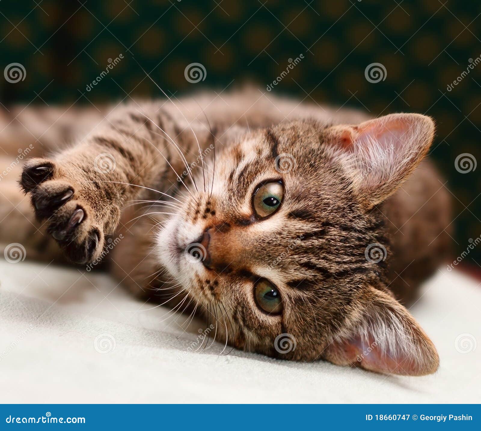 Tabby Cat laying on side stock image. Image of relax - 18660747