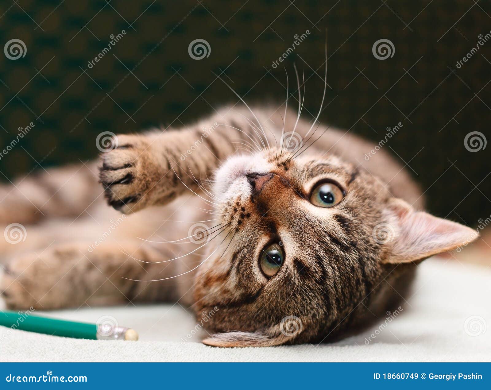 Tabby Cat laying on side stock image. Image of domestic - 18660749