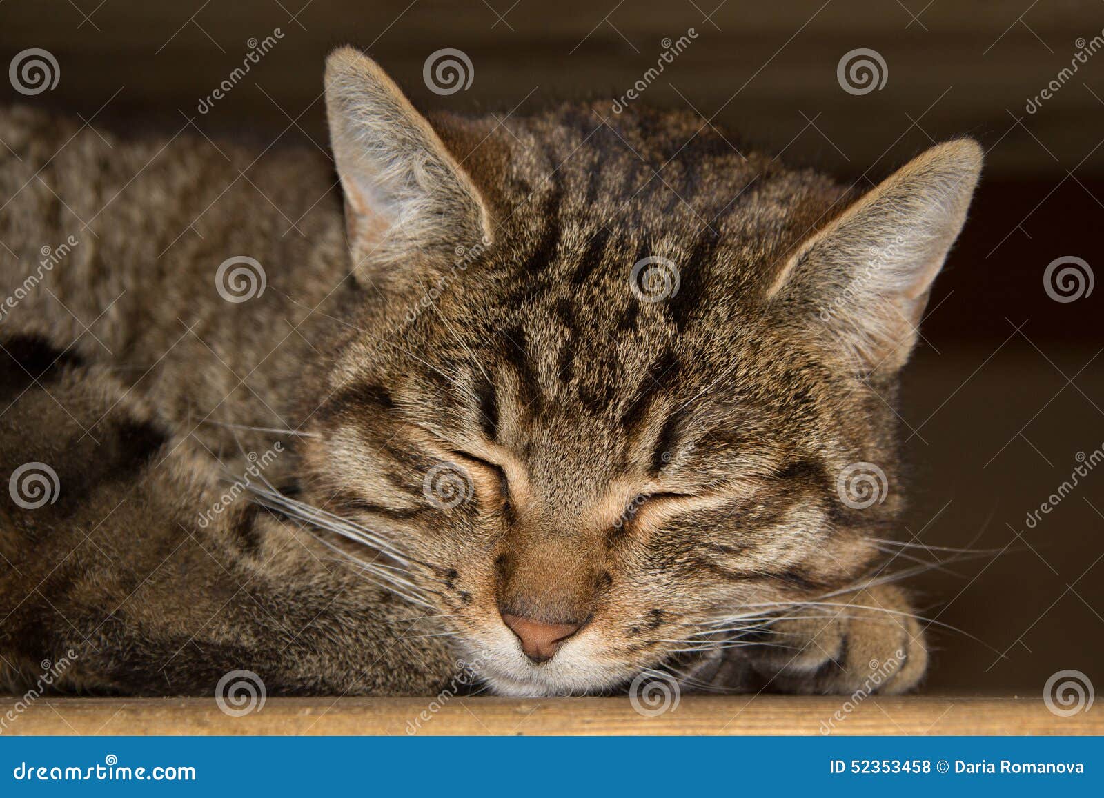 Tabby Cat laying on side stock photo. Image of kitty - 52353458