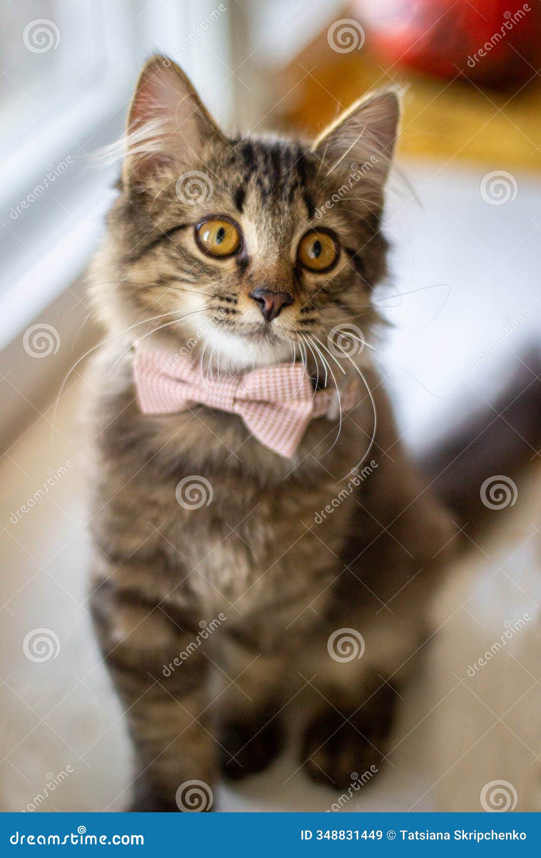 Tabby Cat with the Letter M on Its Face Stock Image - Image of lush ...