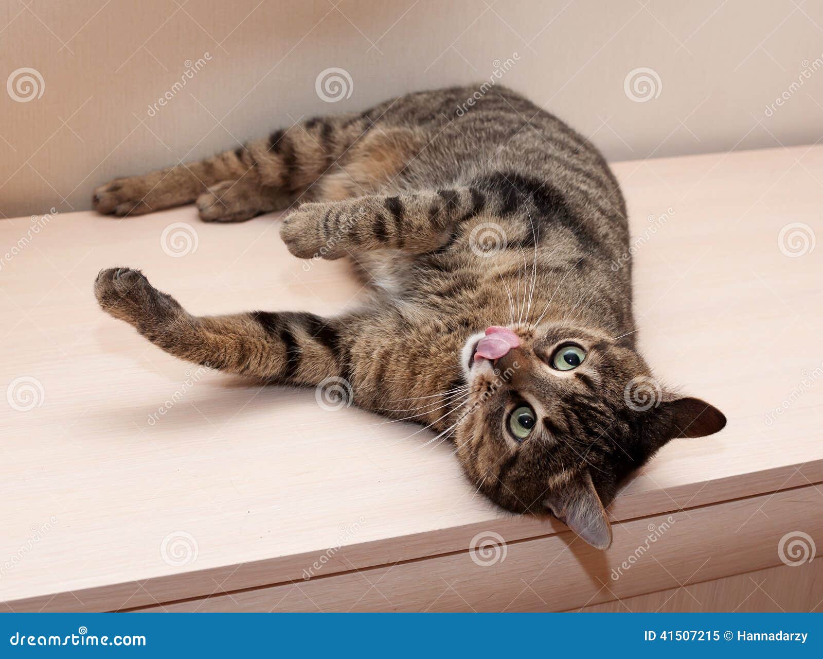 Tabby Cat On The Cupboard Royalty-Free Stock Photography ...