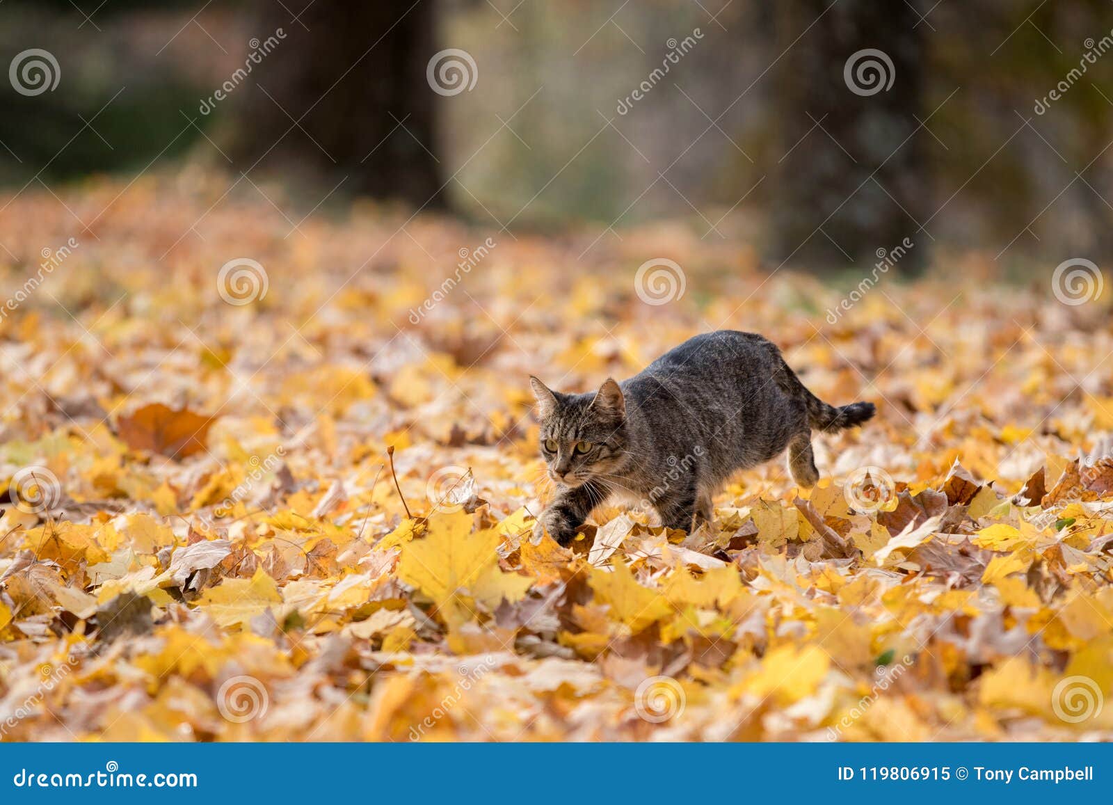 Tabby cat in fall leaves stock image. Image of feline - 119806915