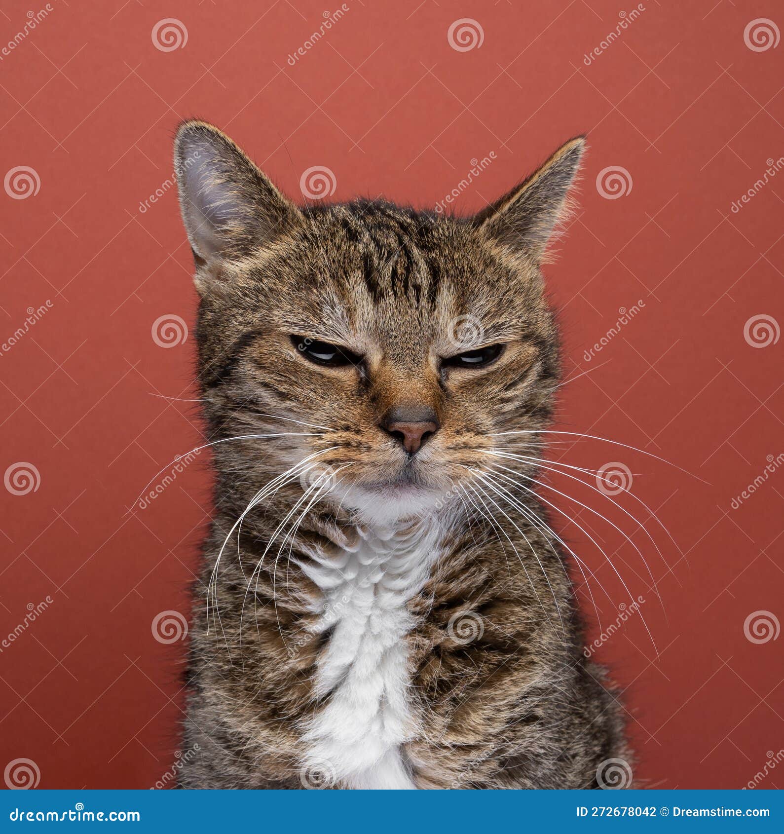 Tabby Cat, Looking Angry Portrait Stock Photo - Image of white, angry ...