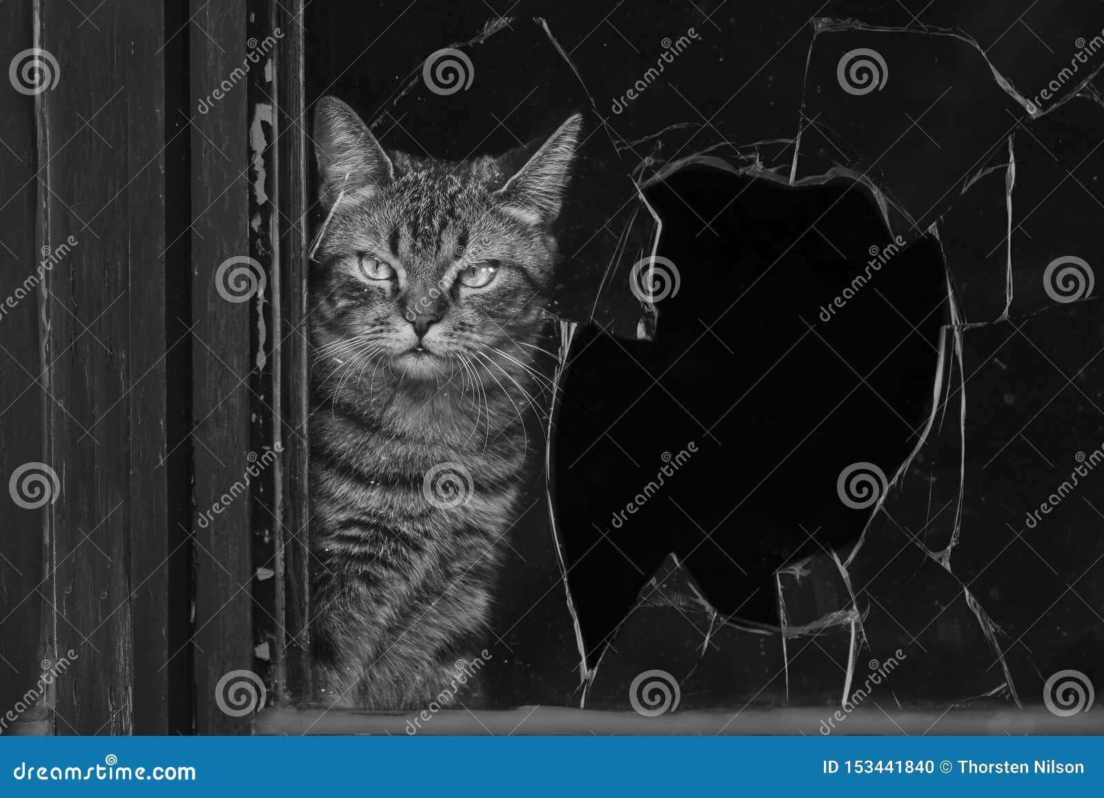 Tabby Cat Looking through a Broken Window. Stock Photo - Image of color ...