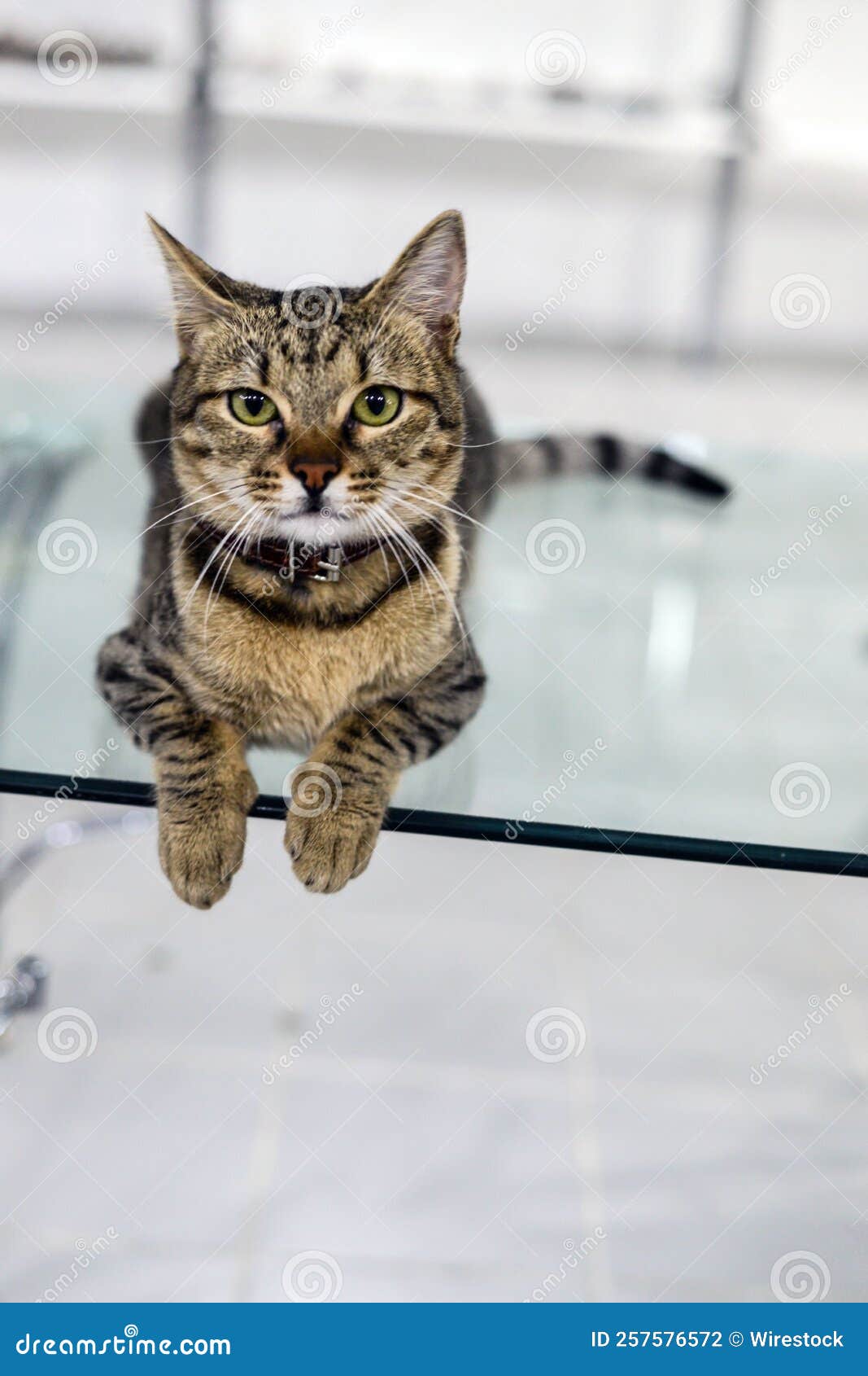 Tabby Cat Looking at Camera Stock Photo - Image of beautiful, sitting ...