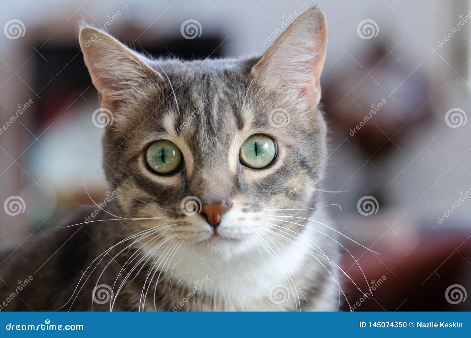 Portrait of the Tabby cat stock photo. Image of animal - 145074350