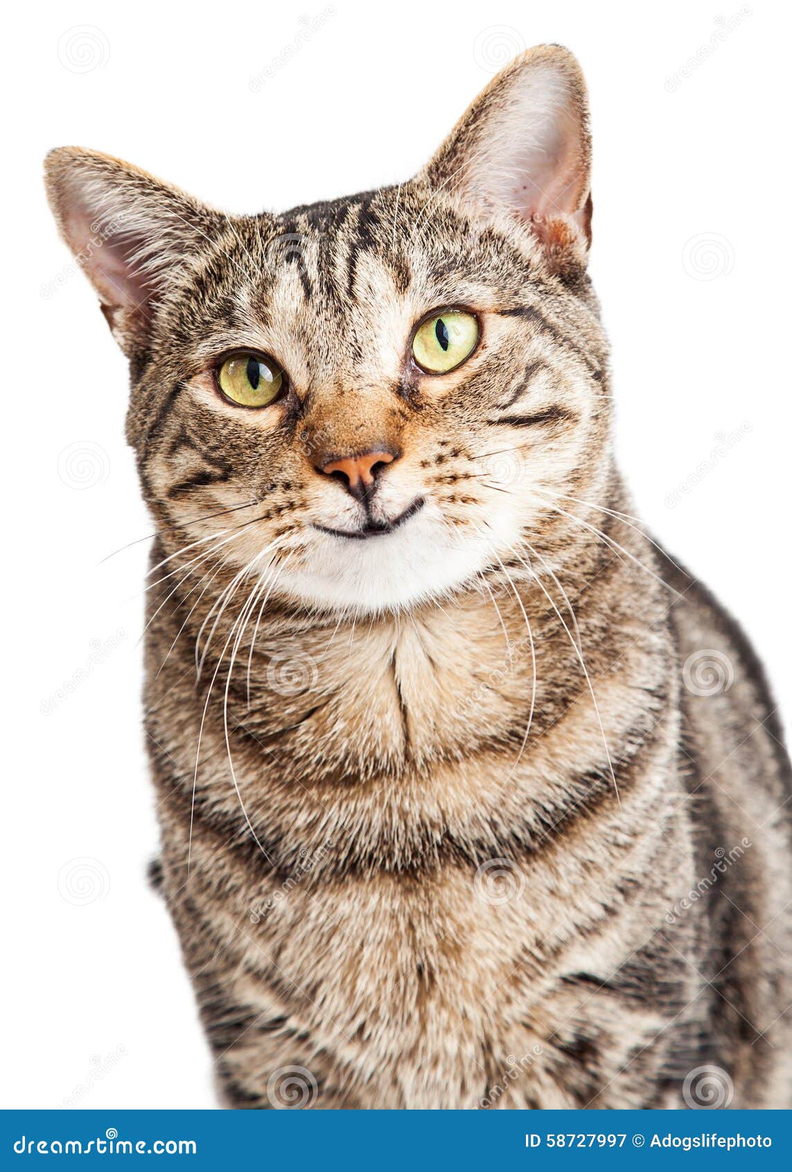 Tabby Cat Looking Forward Feliz Imagen de archivo - Imagen de felino ...